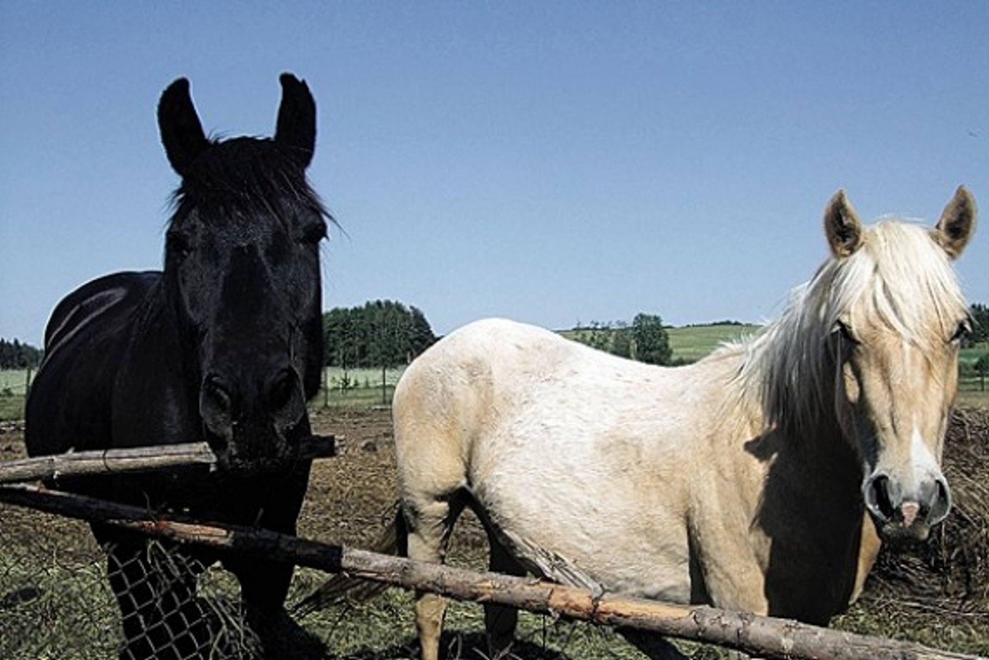 Angelo sparnas viršum žirgininkės likimo - Delfi gyvenimas