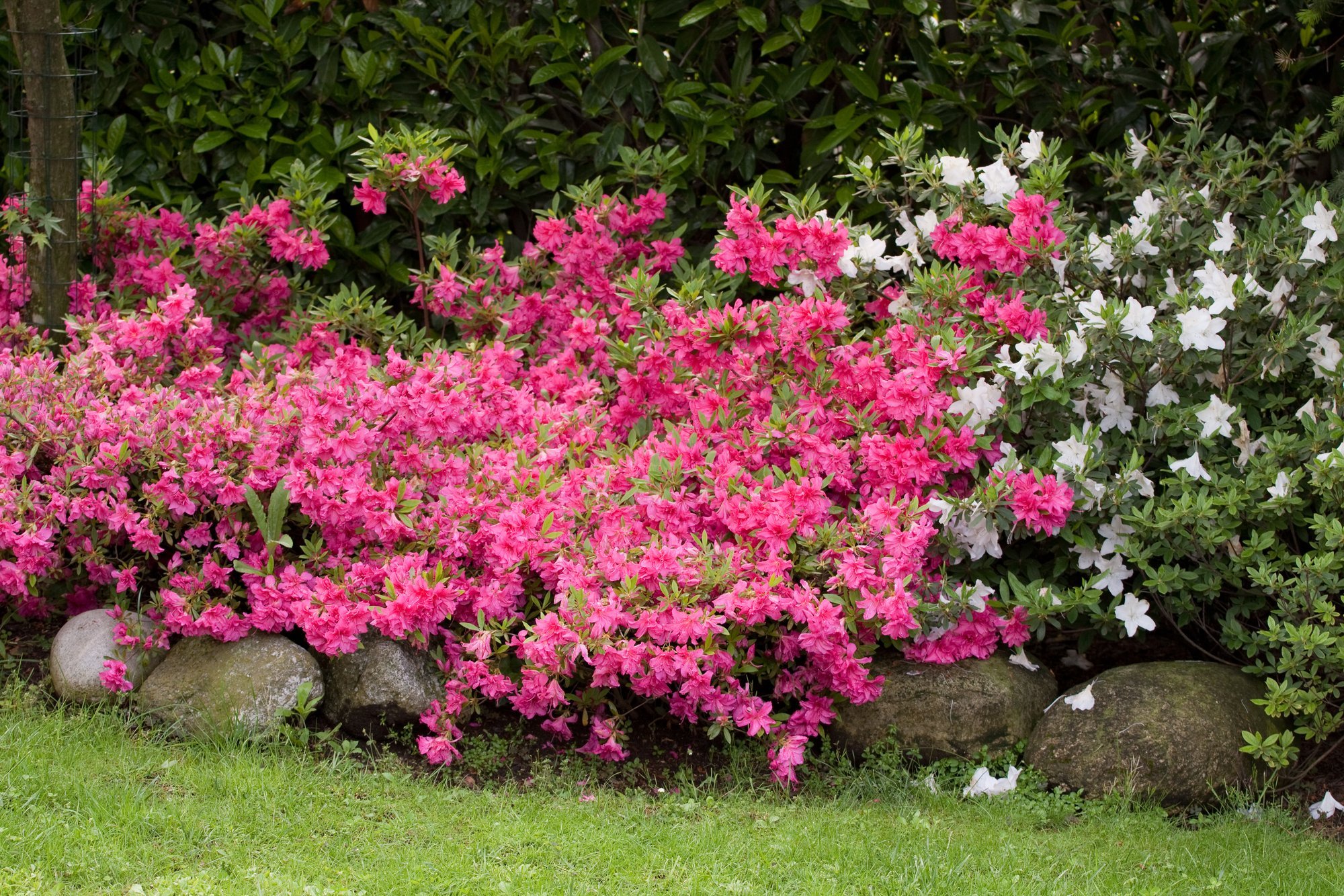 Gražuolės azalijos – ne tik oranžerijų augalas: yra rūšių, kurios ...