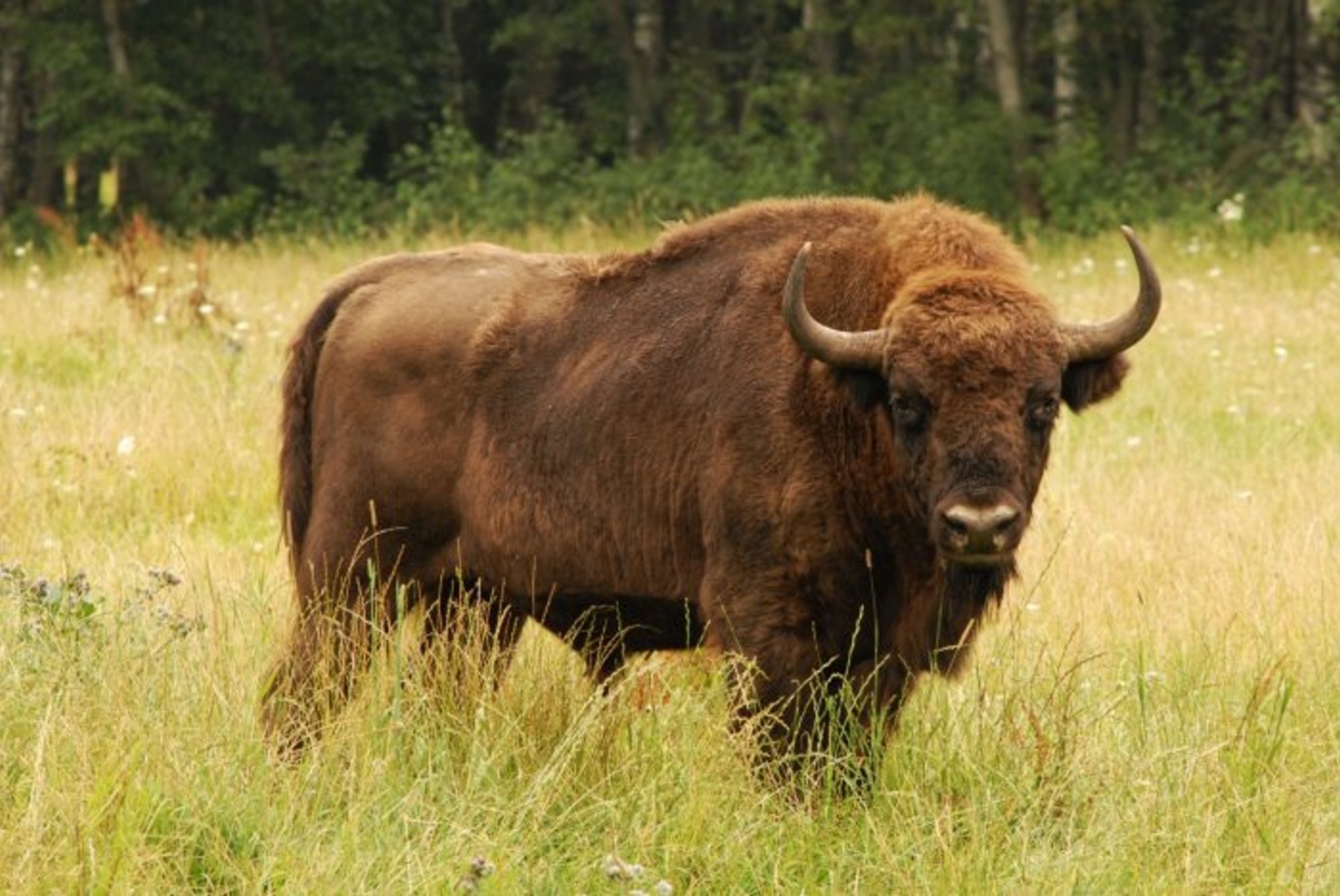 Paskutinis tauras sumedžiotas 1627 m. - Delfi grynas