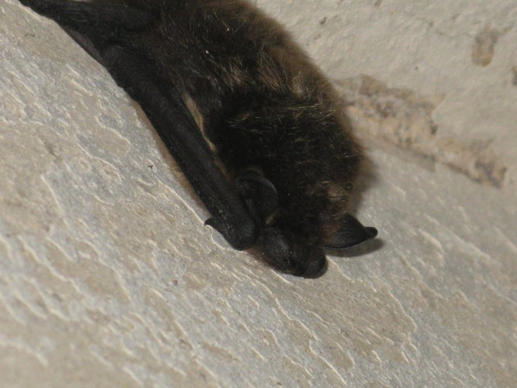 Saldžių sapnų, šikšnosparniai - Delfi grynas