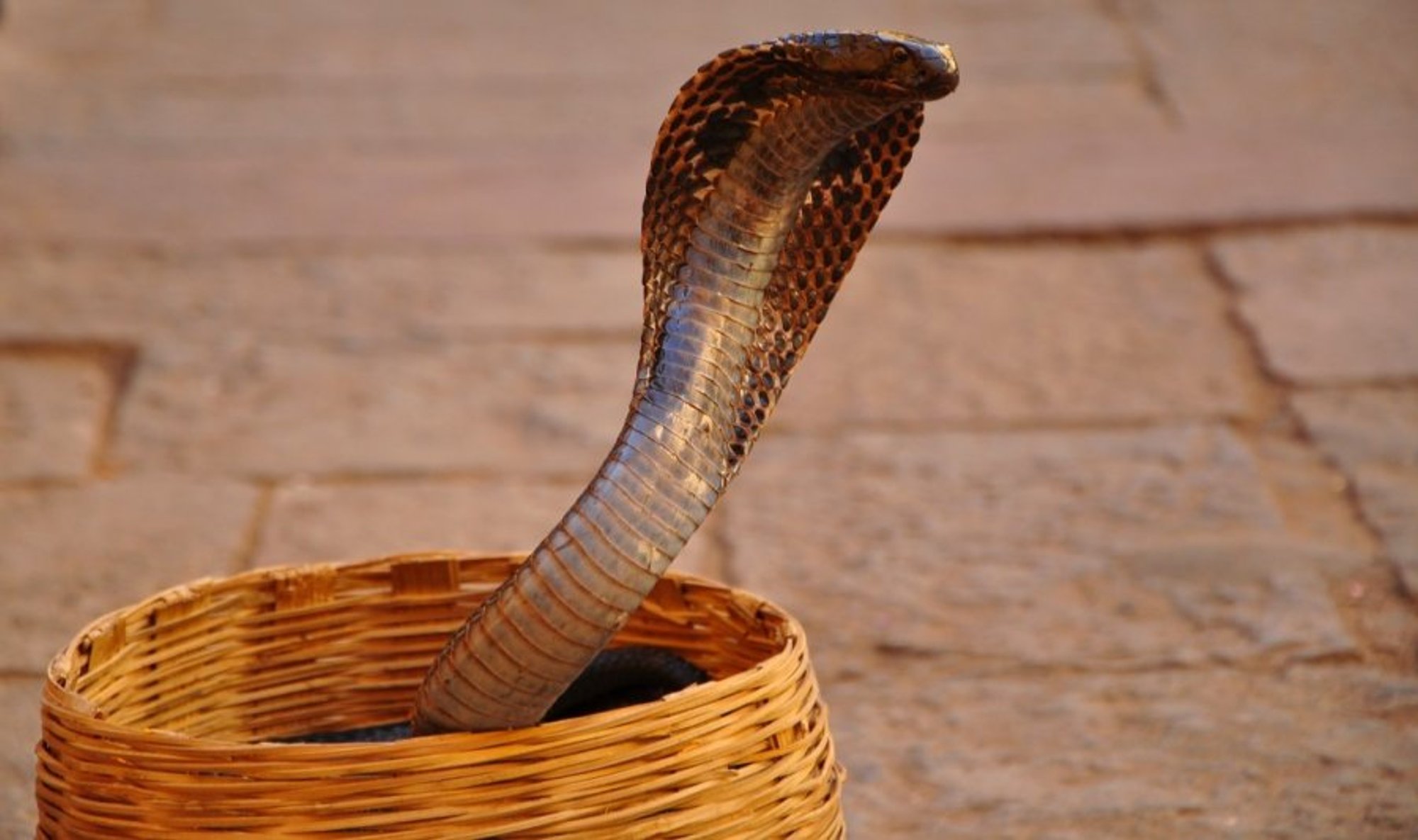 Maliarija ir COVID-19 persirgusiam britui įkando potencialiai mirtina ...