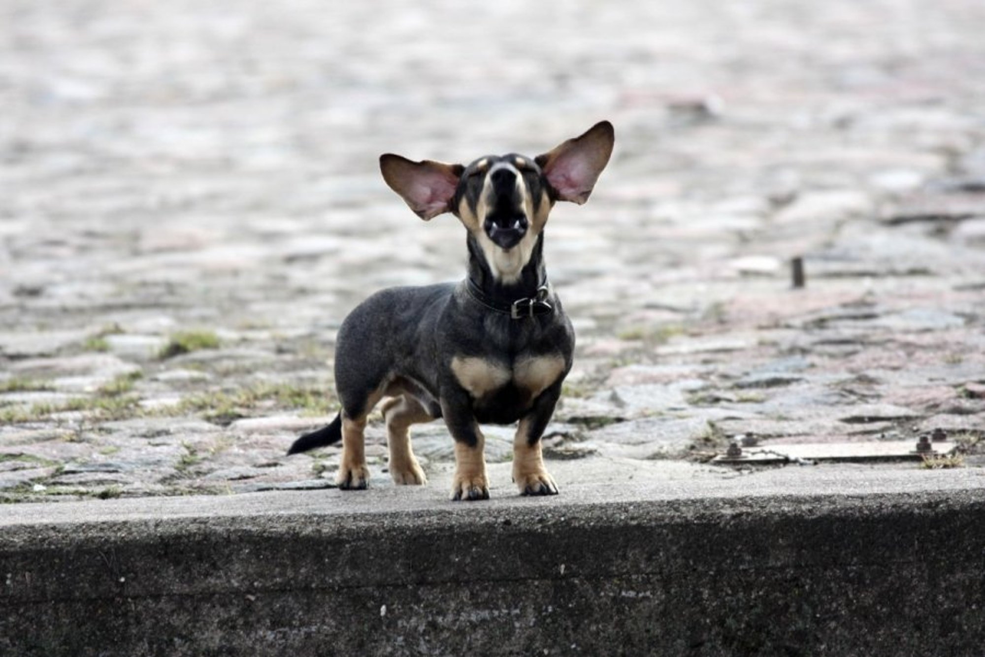 Radai beglobį šunį? Pasiruošk susimokėti mokesčius - Delfi grynas