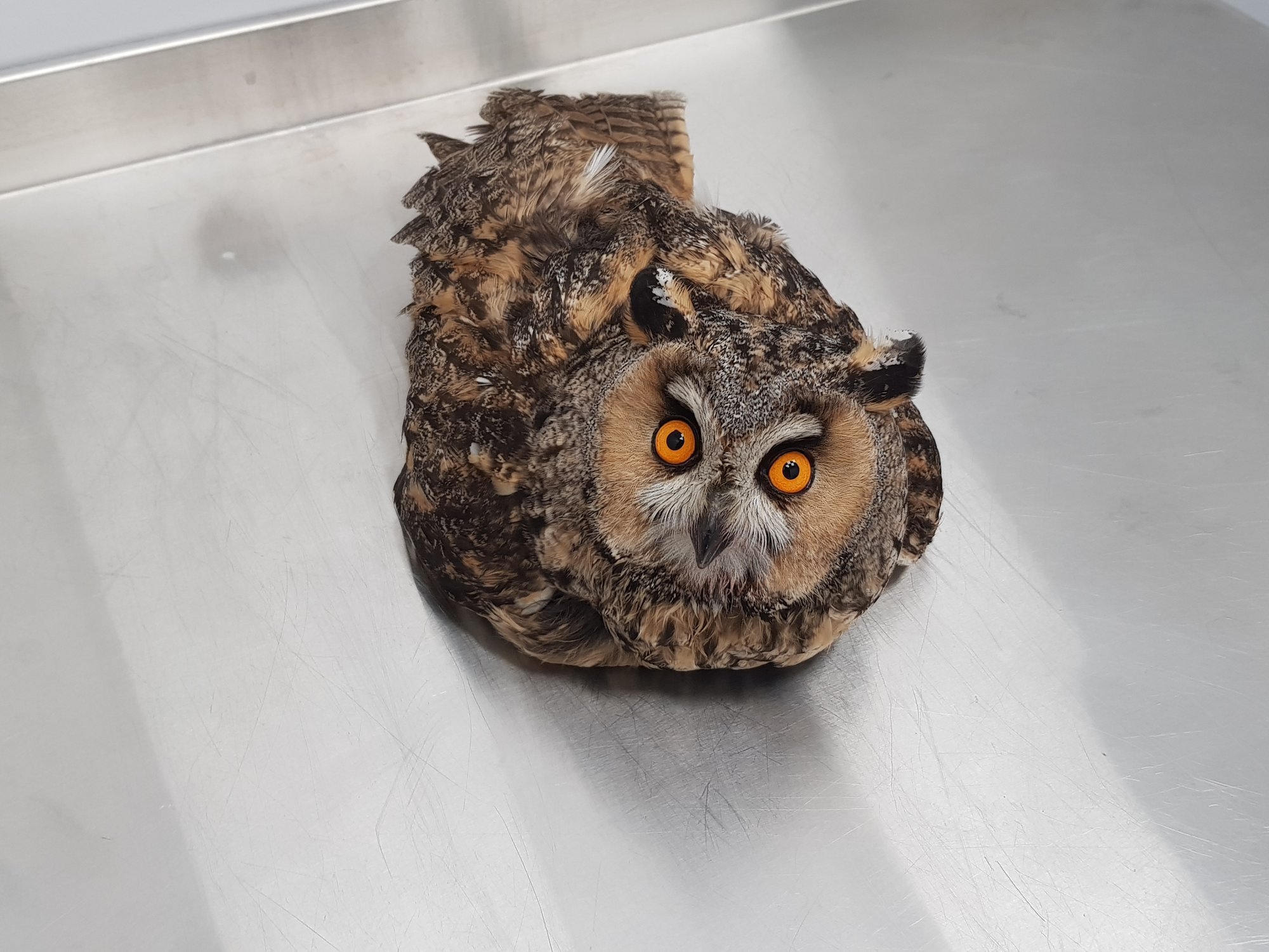 Prie Vilniaus zoologijos sodo – netikėtas svečias - Letena.lt