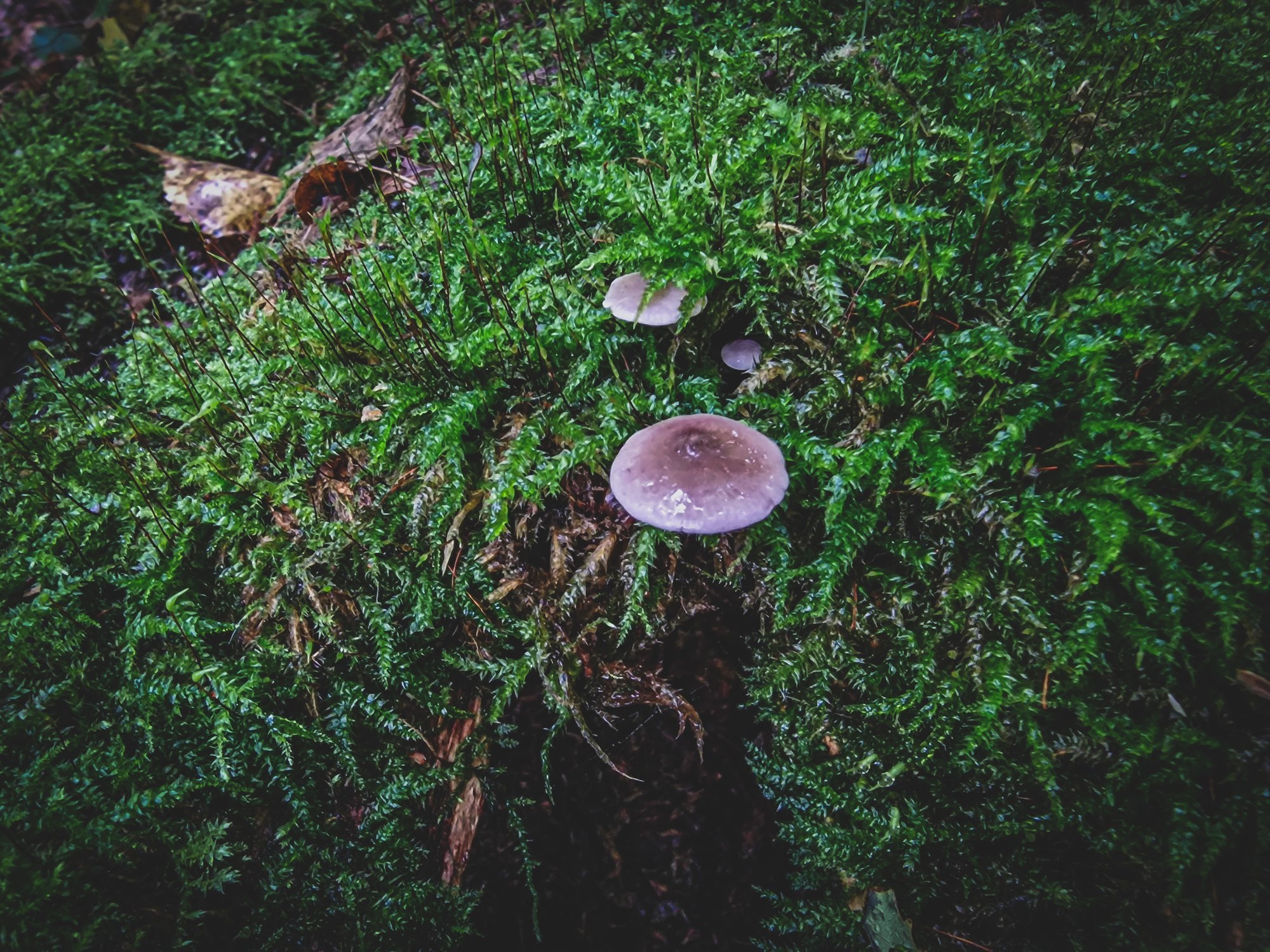 Lietuvos miške rastas itin retas grybas: pasaulyje jų skaičiuojama vos ...