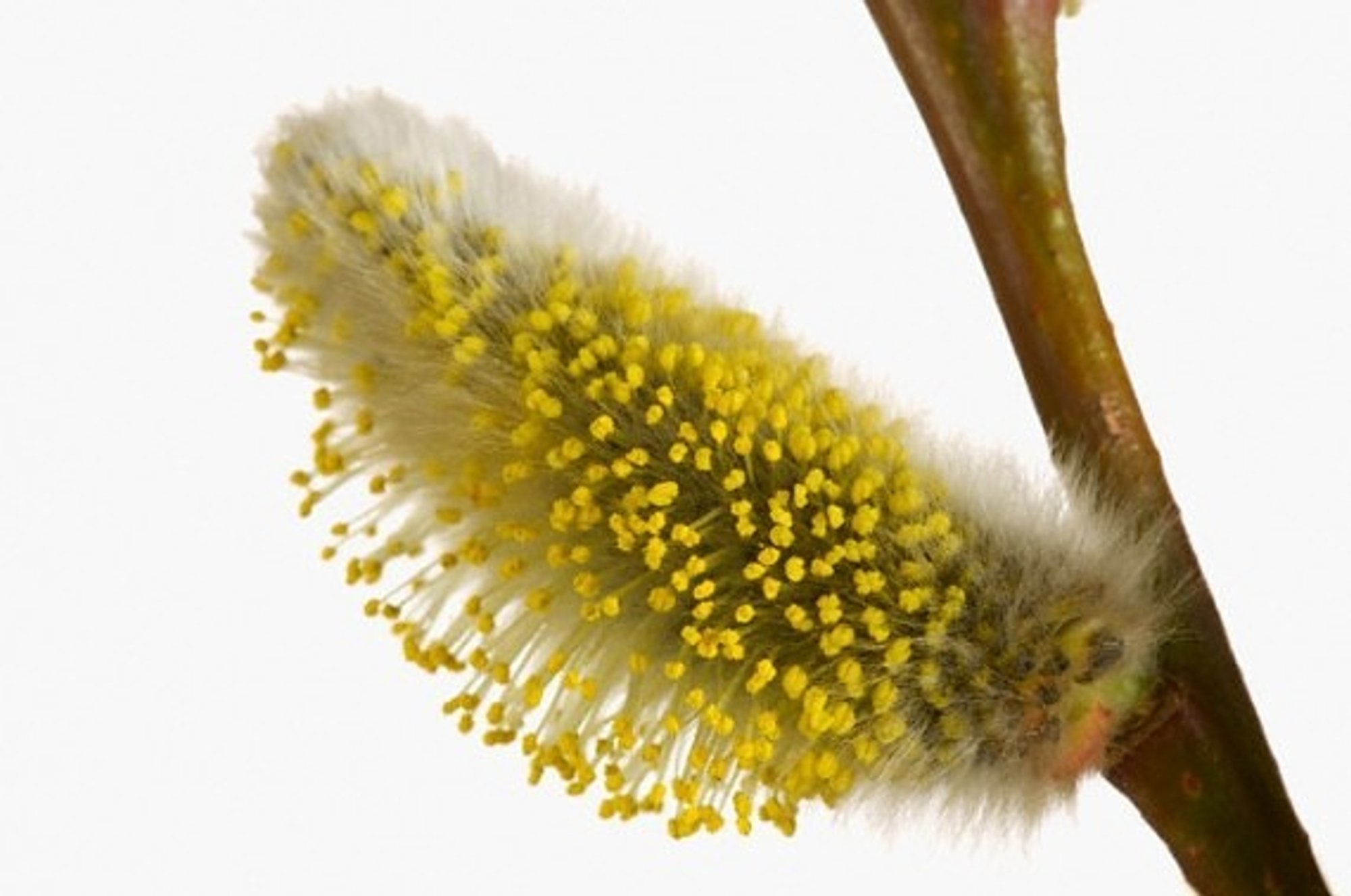 Balandis renka pavasario žiedus - Delfi grynas