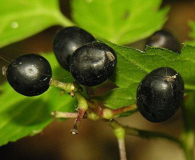 5 nuodingiausi augalai Lietuvoje - Delfi grynas