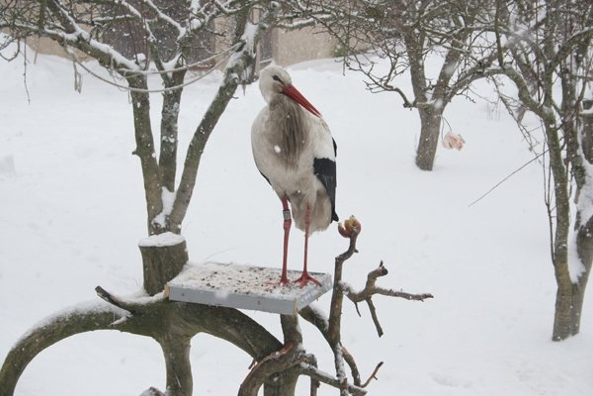Populiariausiam Lietuvos gandrui Juozui geriausia gyventi - Nidoje ...