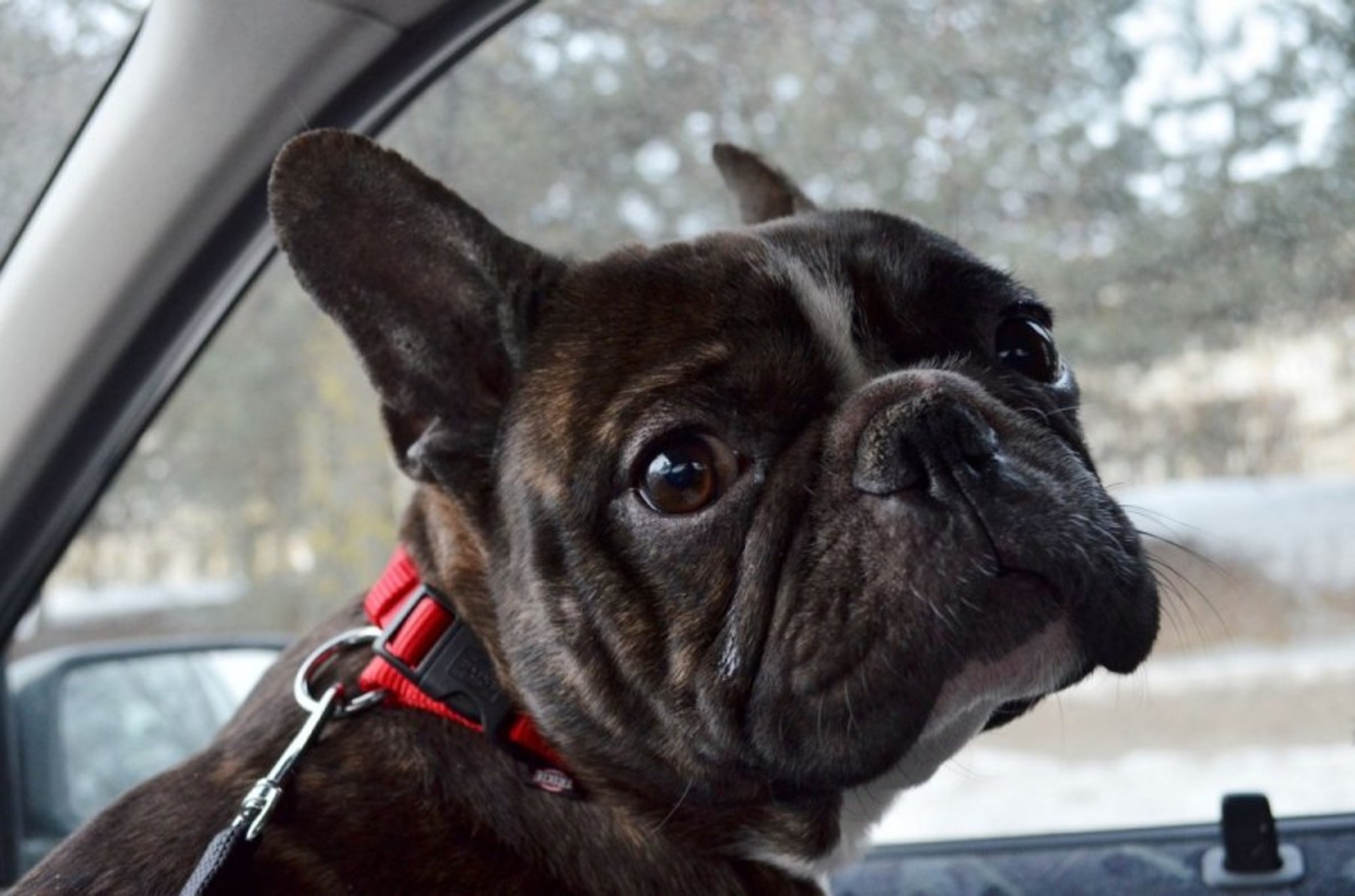 Prancūzų buldogas Bartas ieško geriausių šeimininkų! - Delfi pilietis