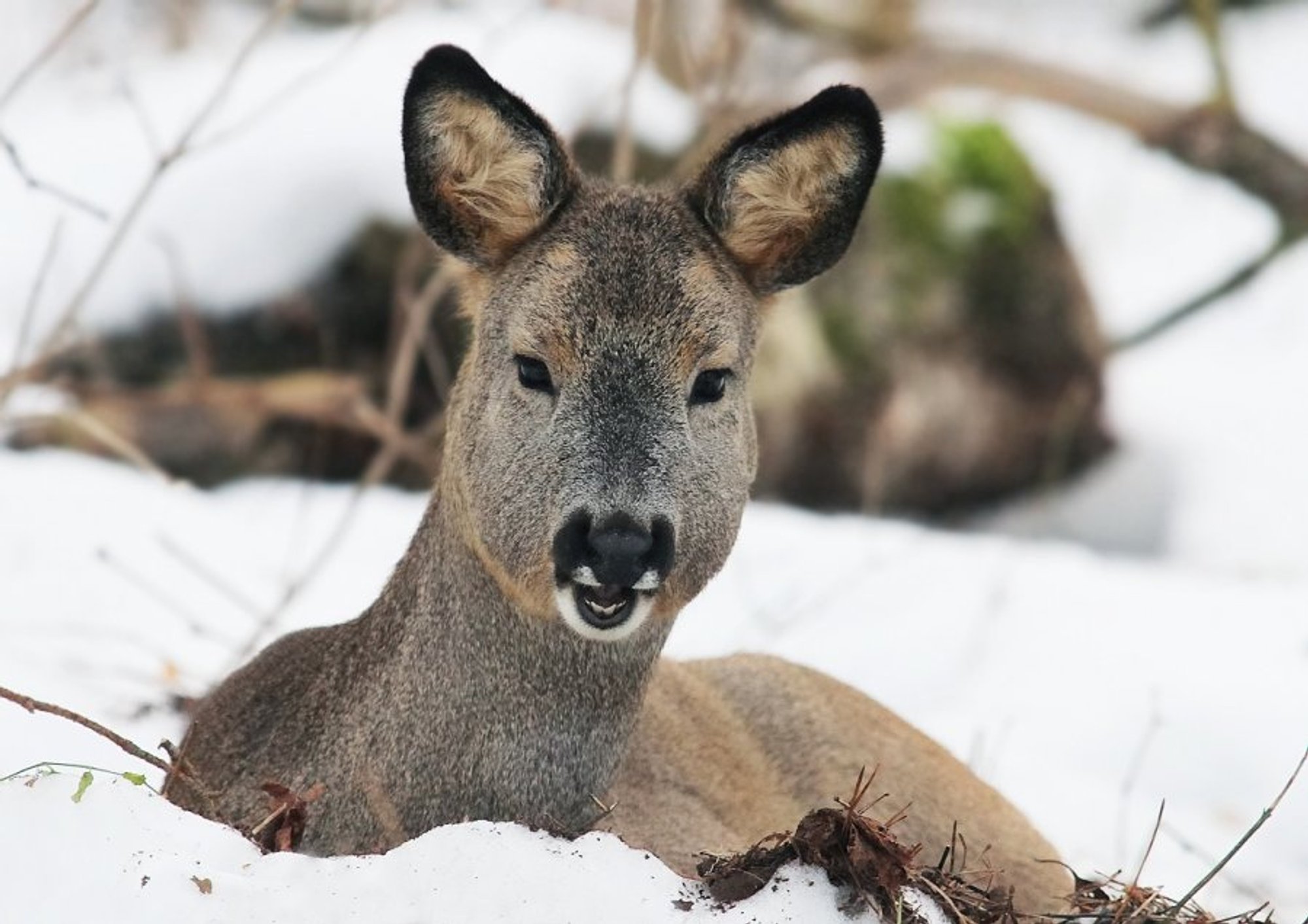 Nidoje niekas negali nušauti stirnos - Delfi grynas