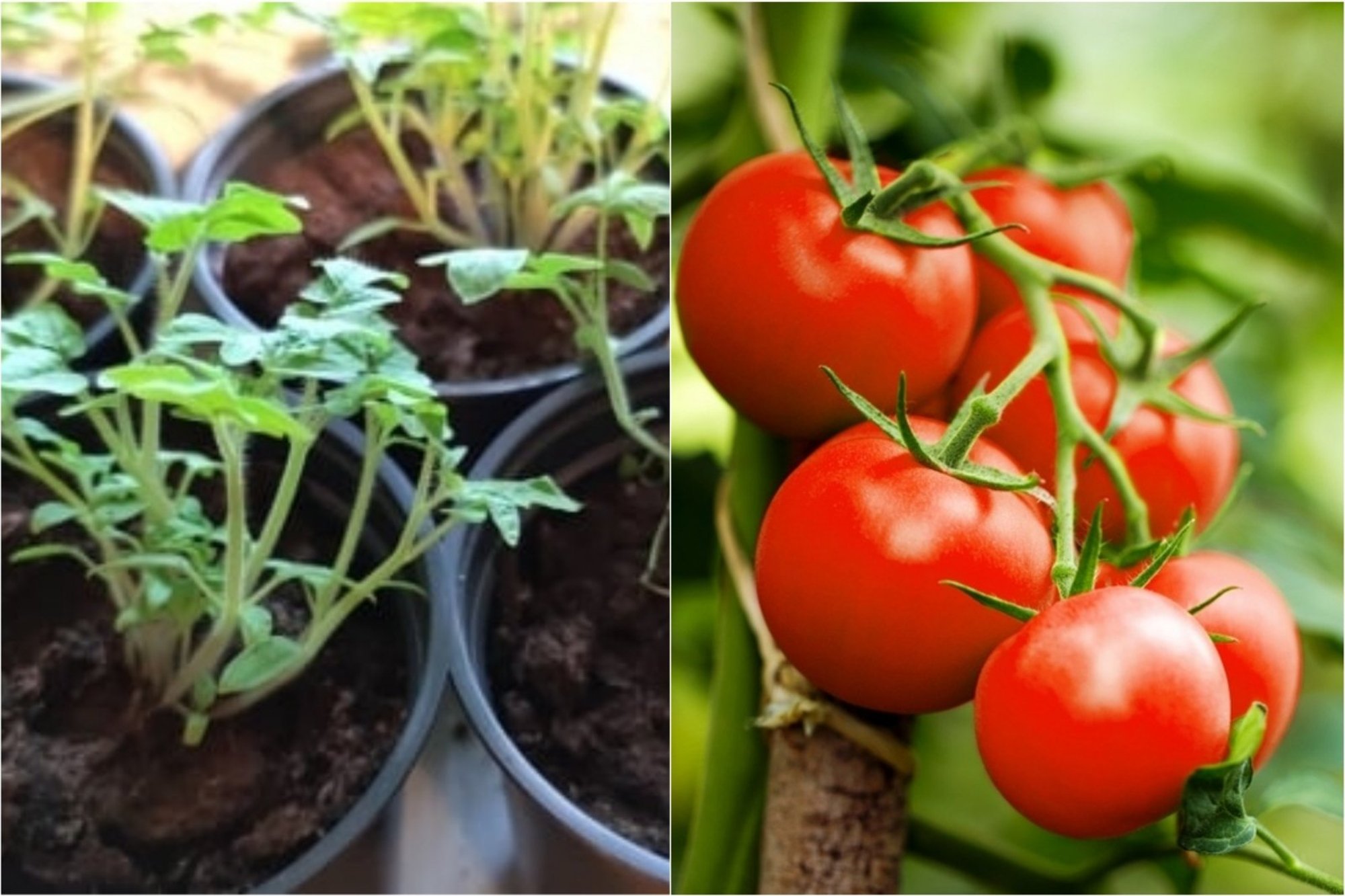 Kada sėti pomidorus ir pradėti juos daiginti - Delfi agro