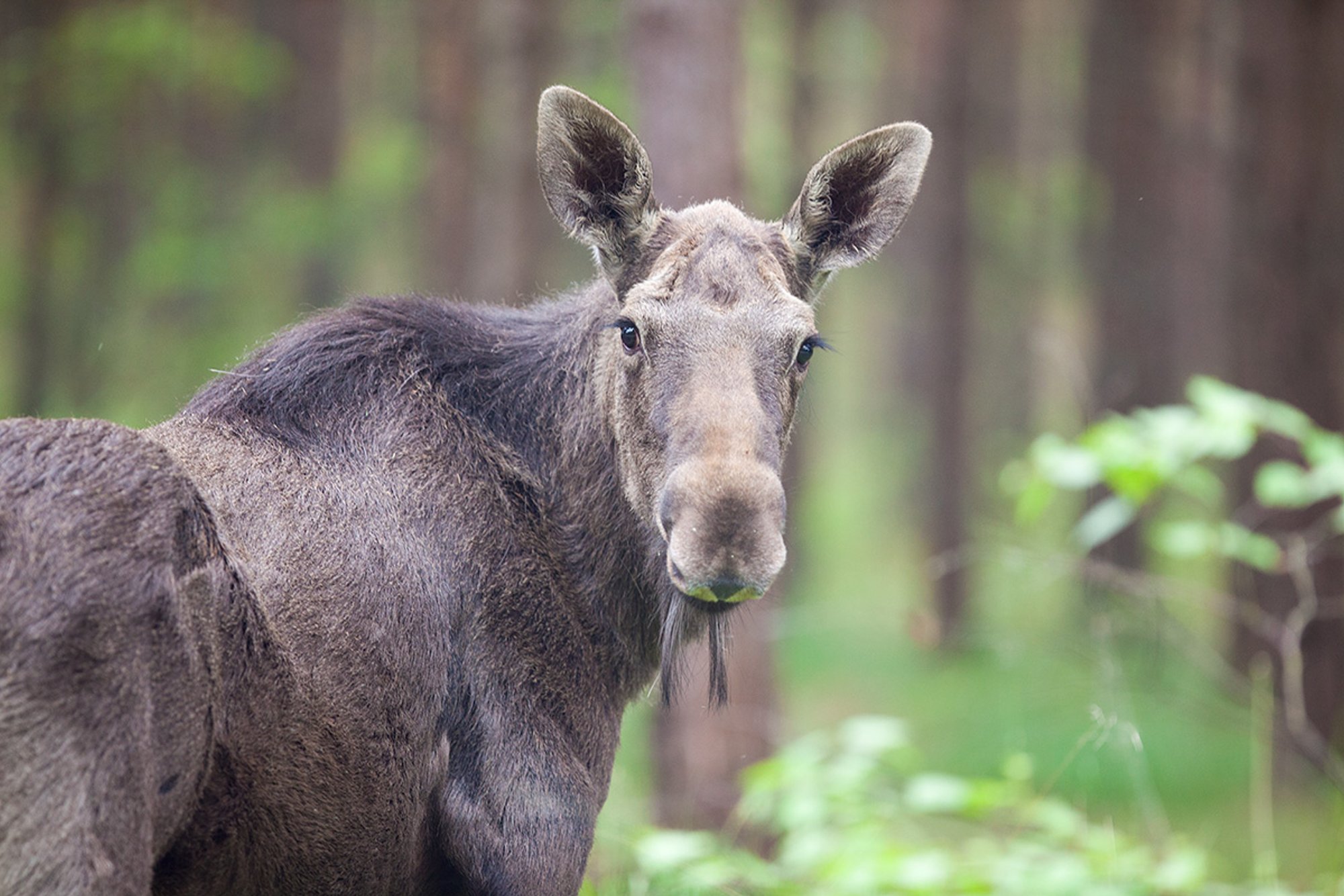 Į pagalbą gamtosaugininkams – fotografai - Delfi