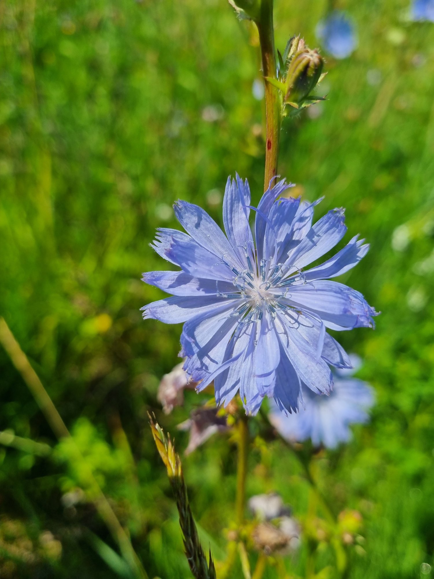 Šio augalo nauda neįtikėtina: valo organizmą, gerina kepenų darbą ir ...