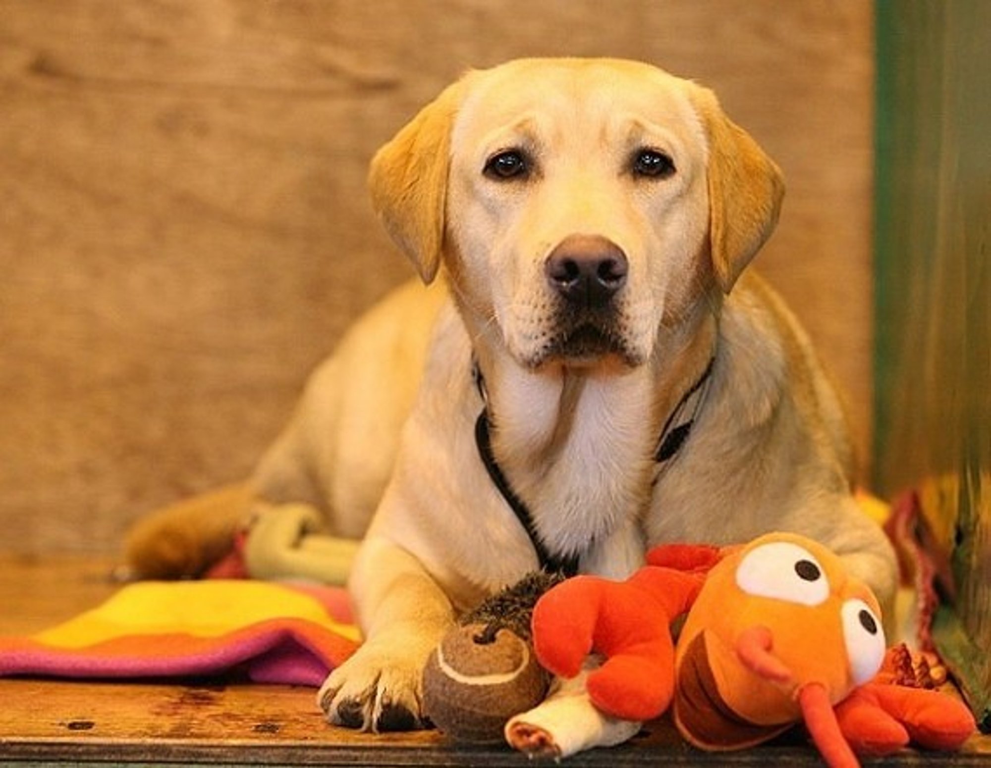 Palikimas ir sąskaita šuniui: ar įmanoma? - Delfi gyvenimas