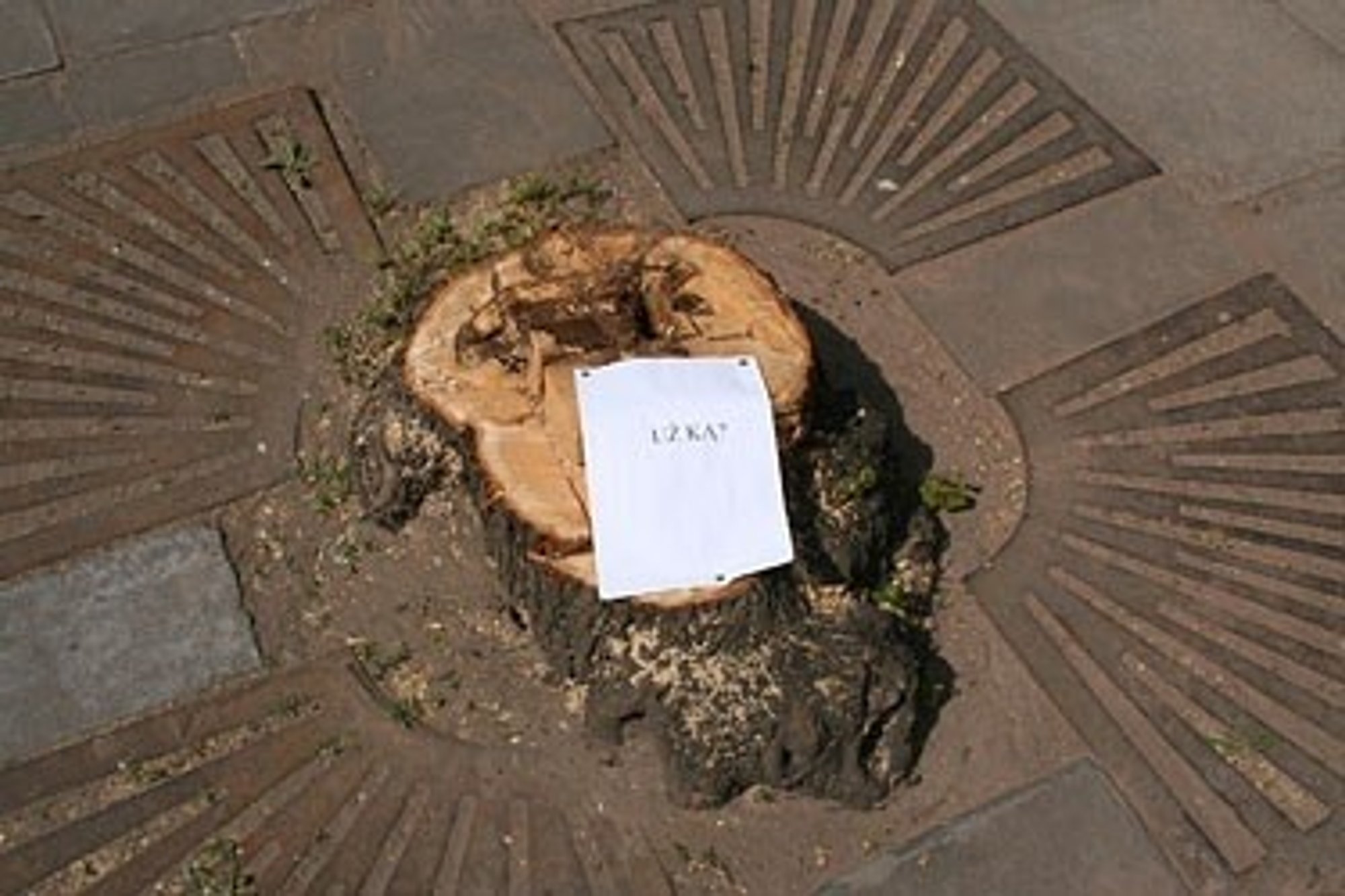 Mingėje prie Minijos upės iškirsti visi medžiai - Delfi grynas