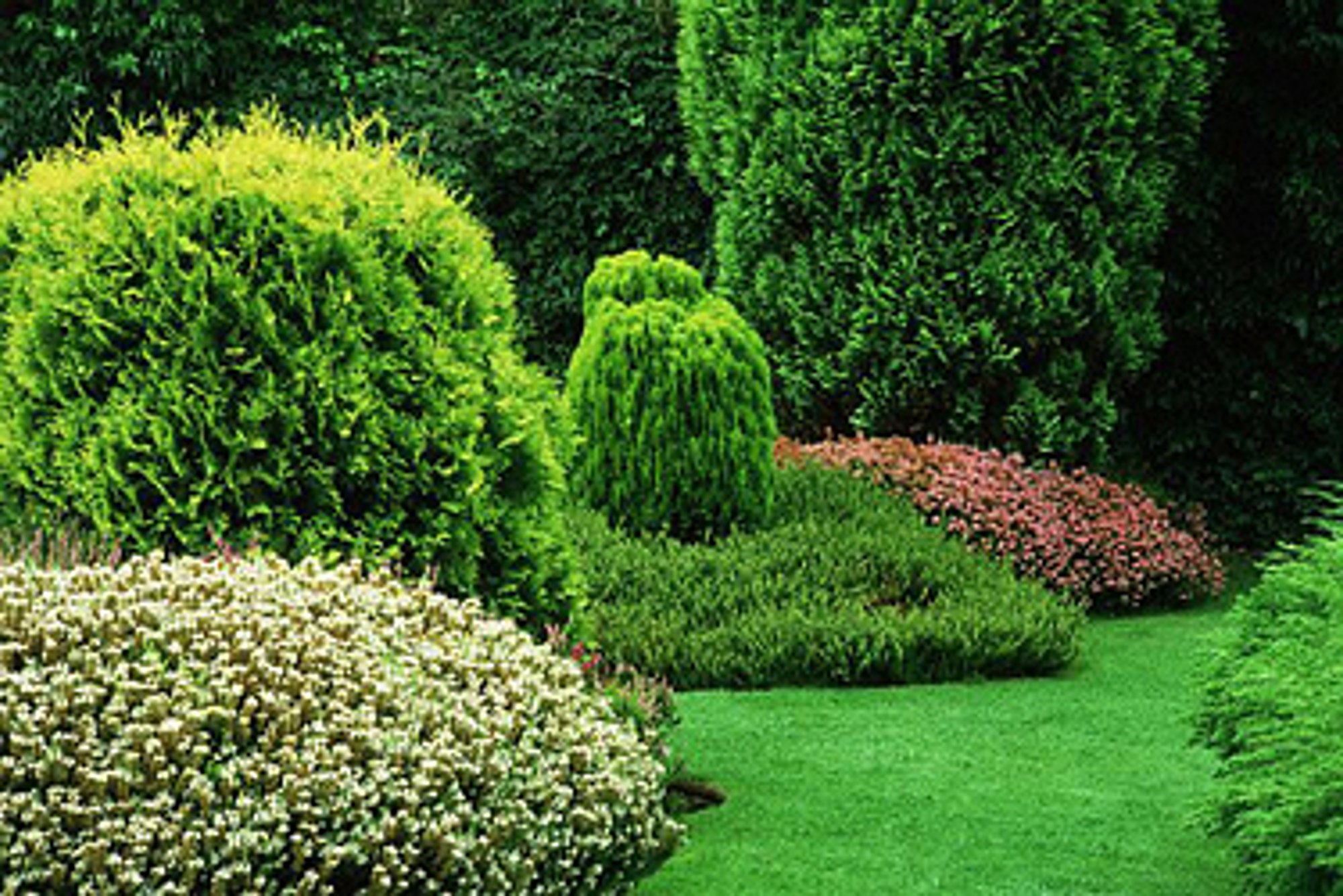 Pavasaris - tujų sodinimo metas - Delfi gyvenimas