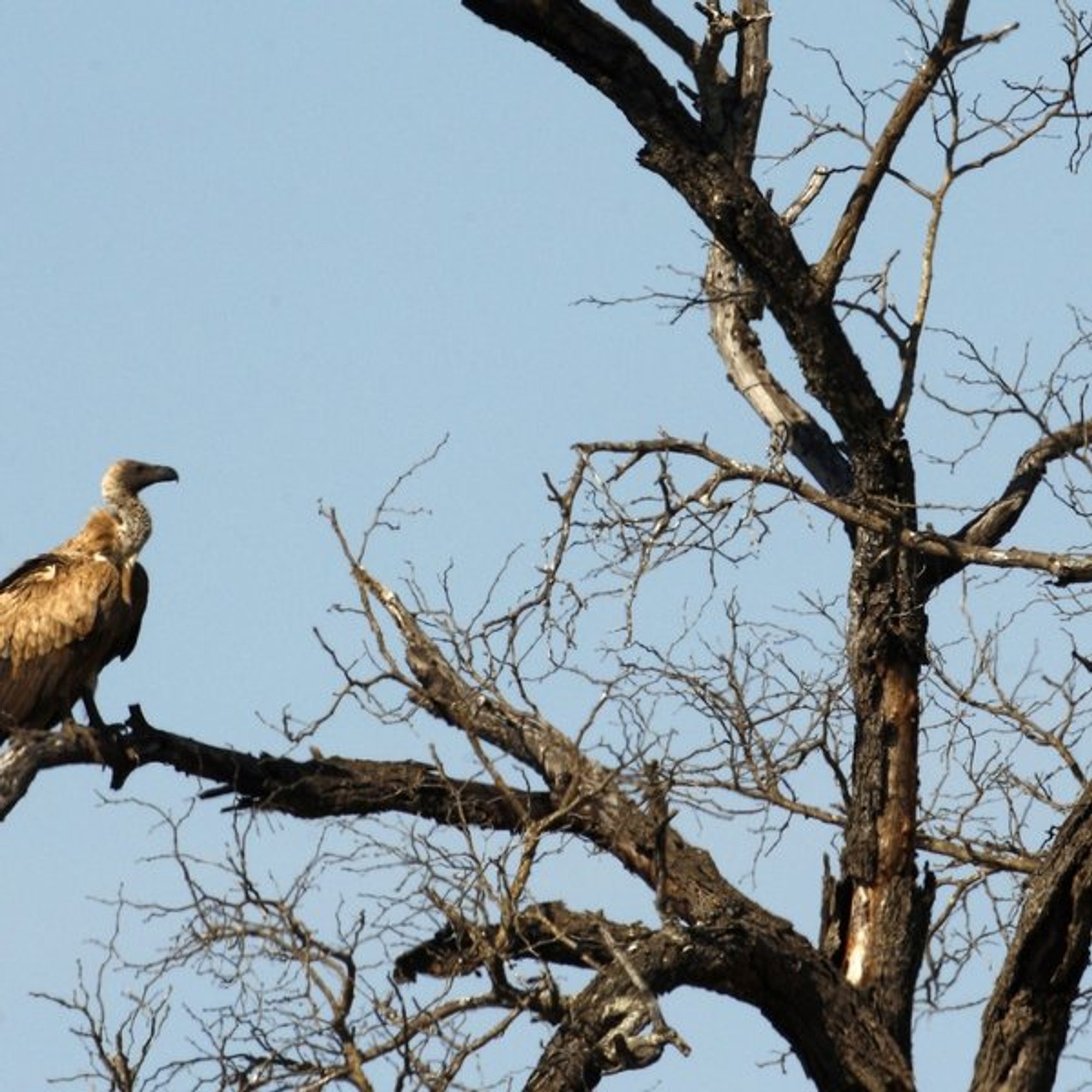 Afrikoje nyksta grifai - Delfi grynas