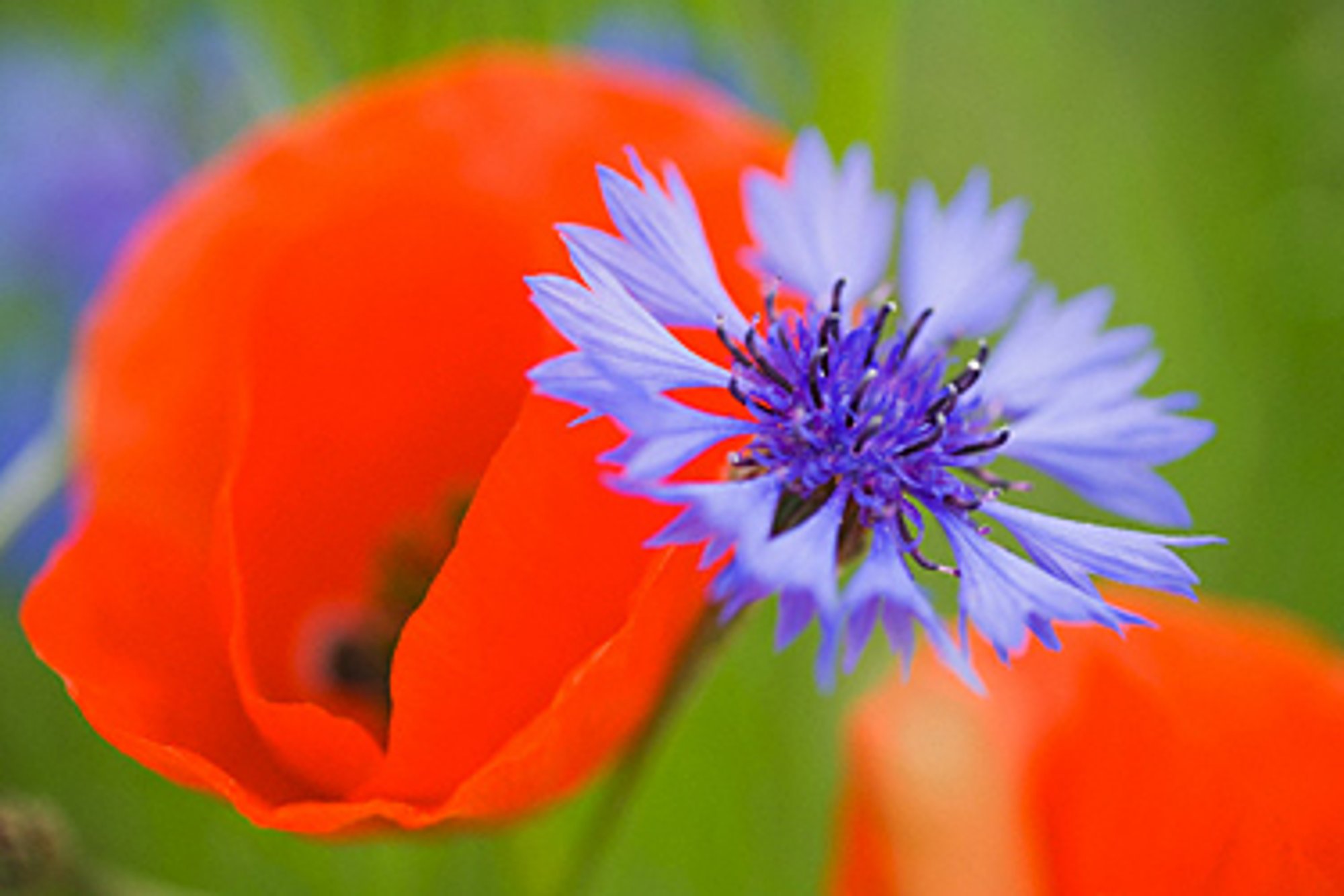 Akinanti aguonų pagunda - Delfi gyvenimas