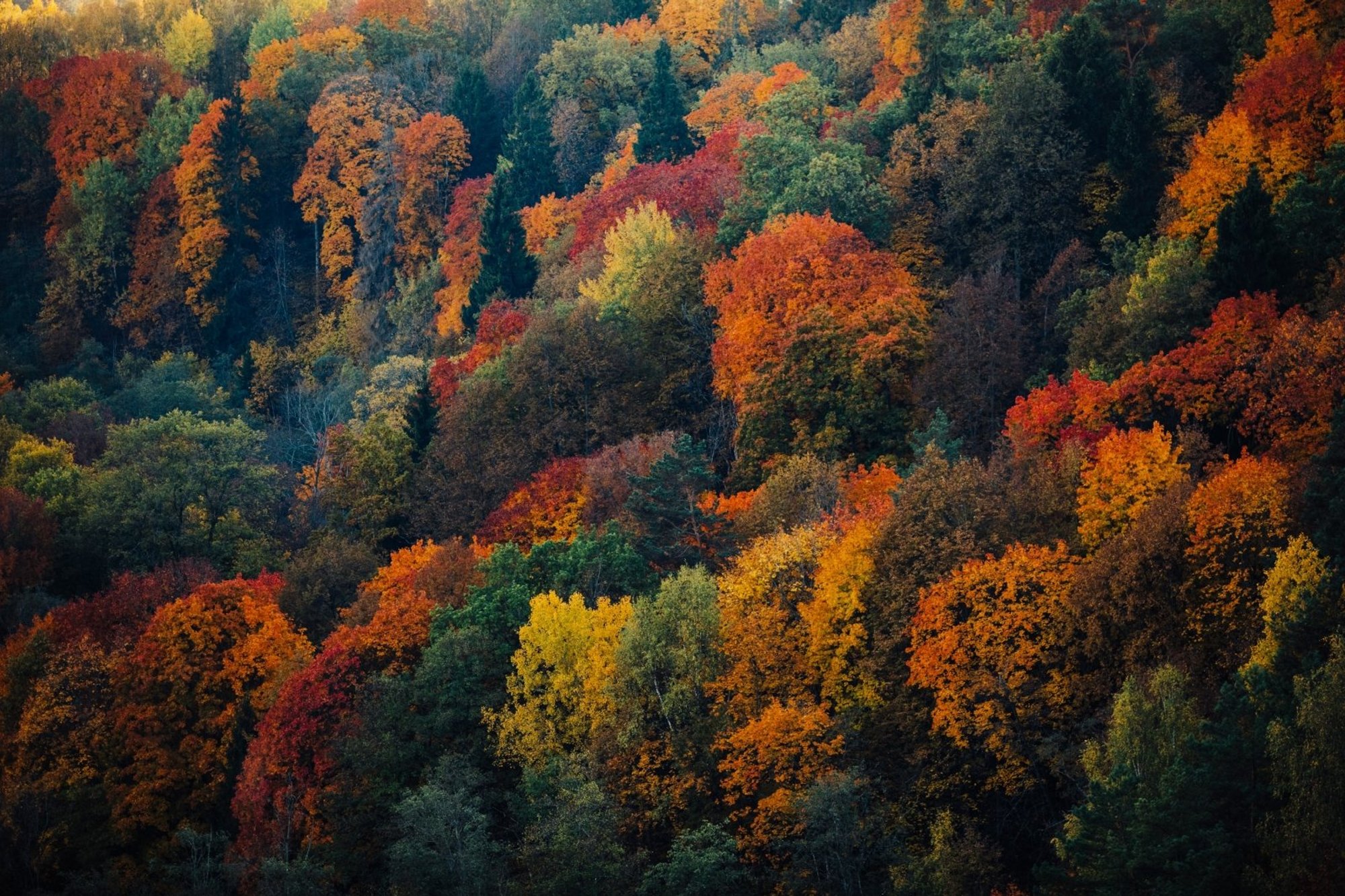 Mokslininkai paaiškino, kas vyksta su rudeniu: pokyčių bus ir daugiau ...