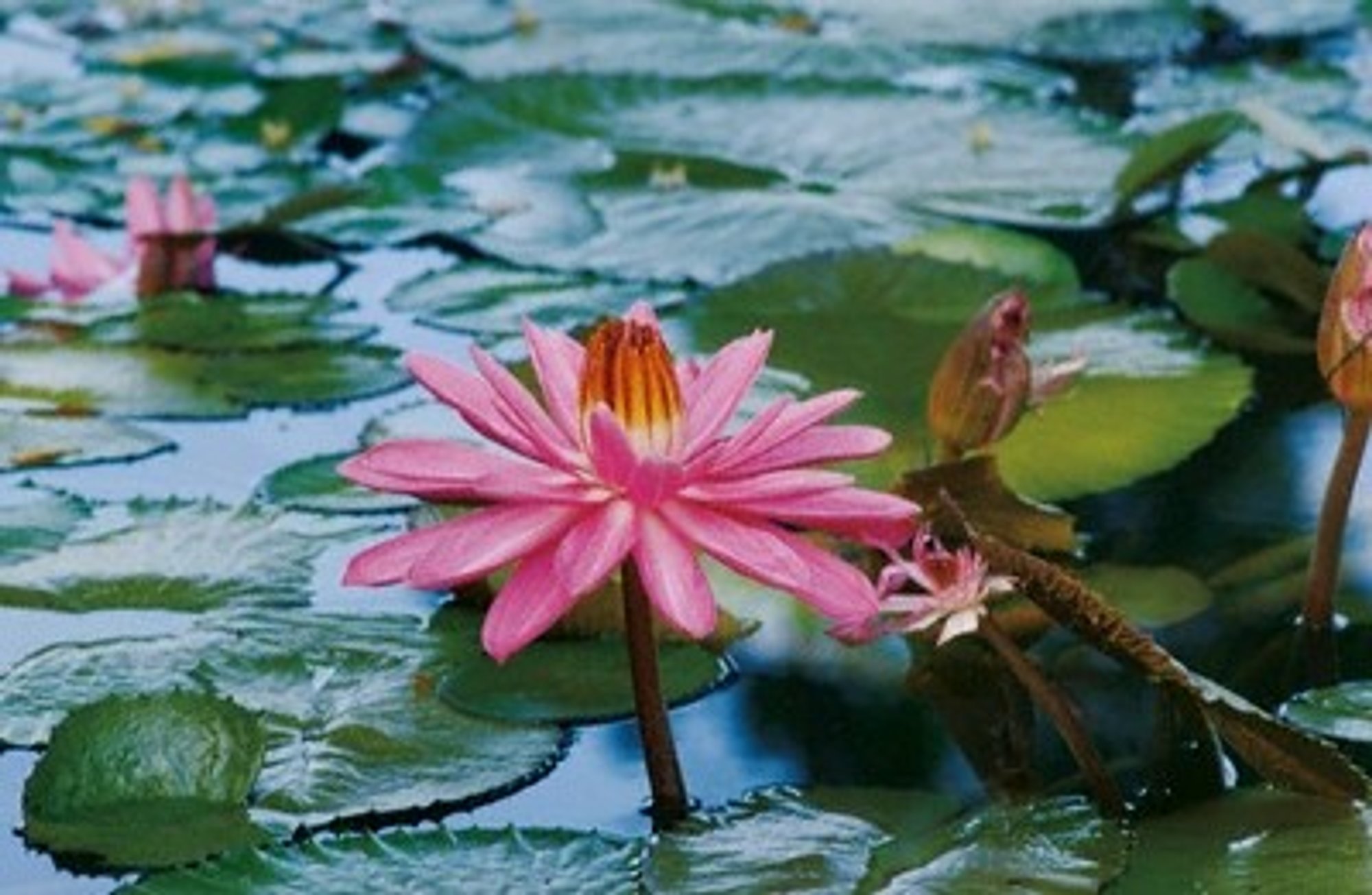 Tvenkinys, kuriame atsispindi dangus - Delfi gyvenimas