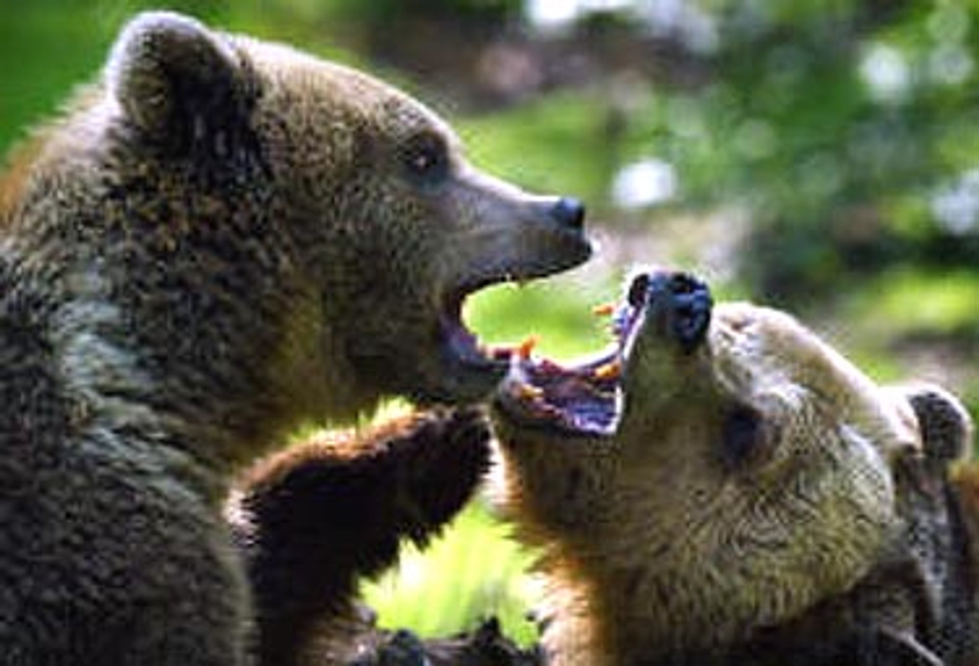 Medžiotojai saldainiais gadina lokių dantis - Delfi mokslas