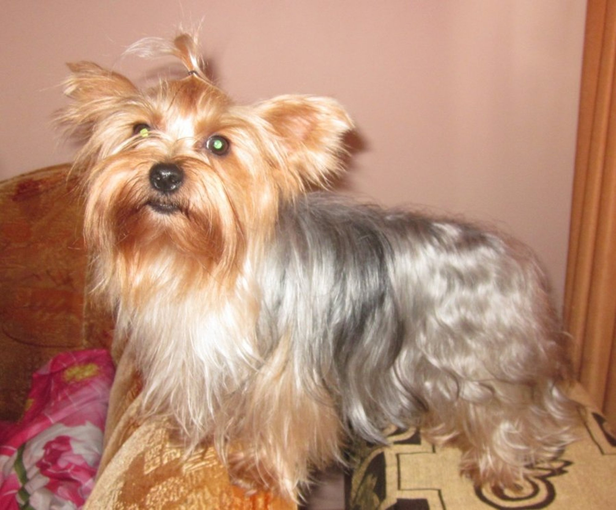 Vilniuje dingo Jorkšyro terjeras - Delfi pilietis