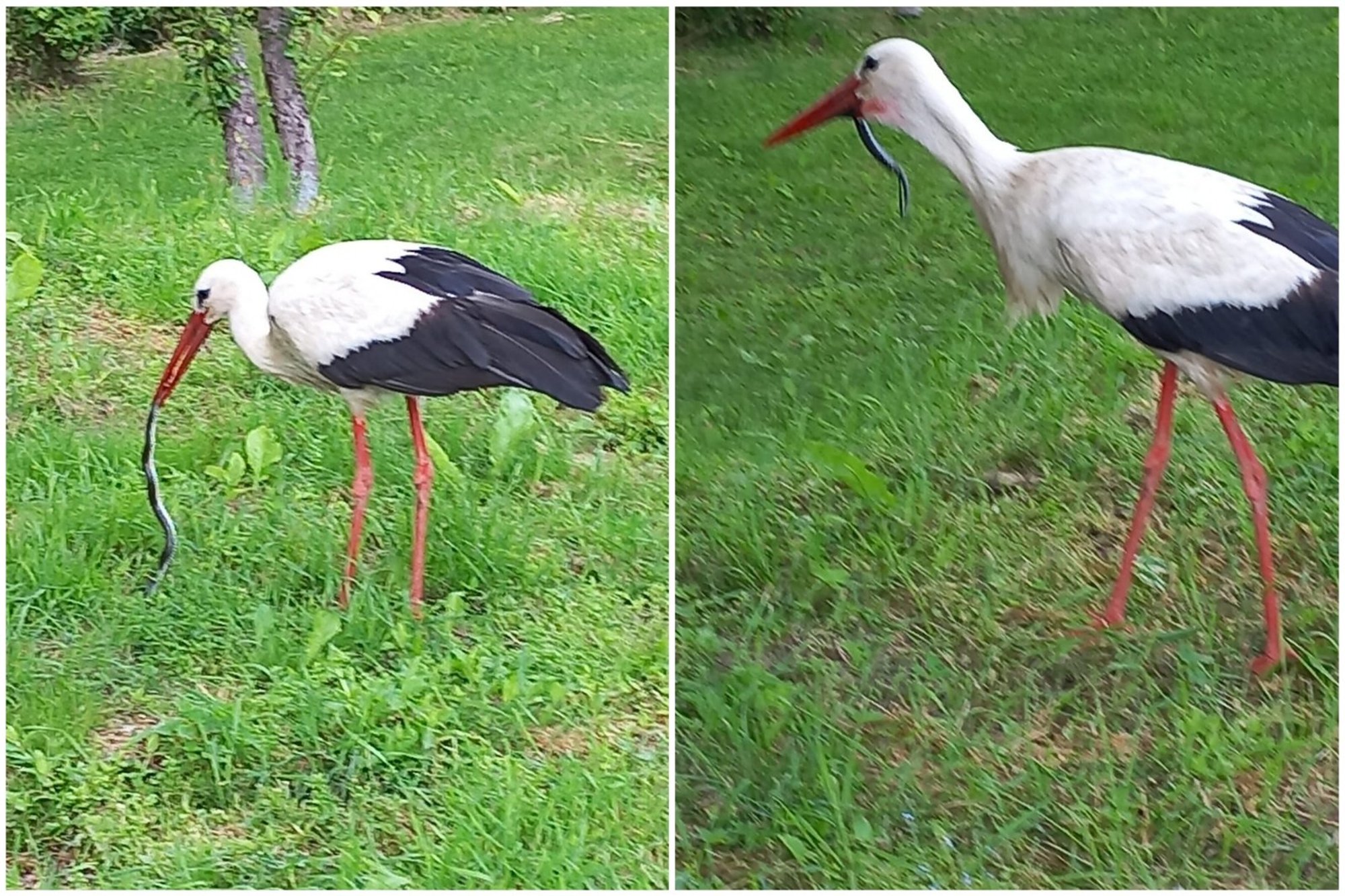 Gyvatę ryjantis gandras internautus paliko be žado: pasklido istorijų ...
