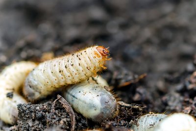 Gamtininkas pasakė visą tiesą apie sodininkų siaubu vadinamas ...