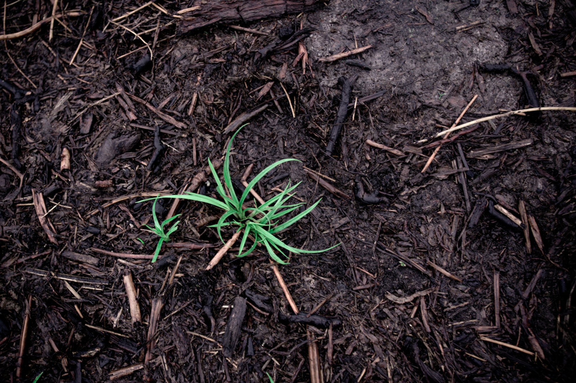 Paaiškino, kaip patikslinti durpžemių plotus - Delfi agro