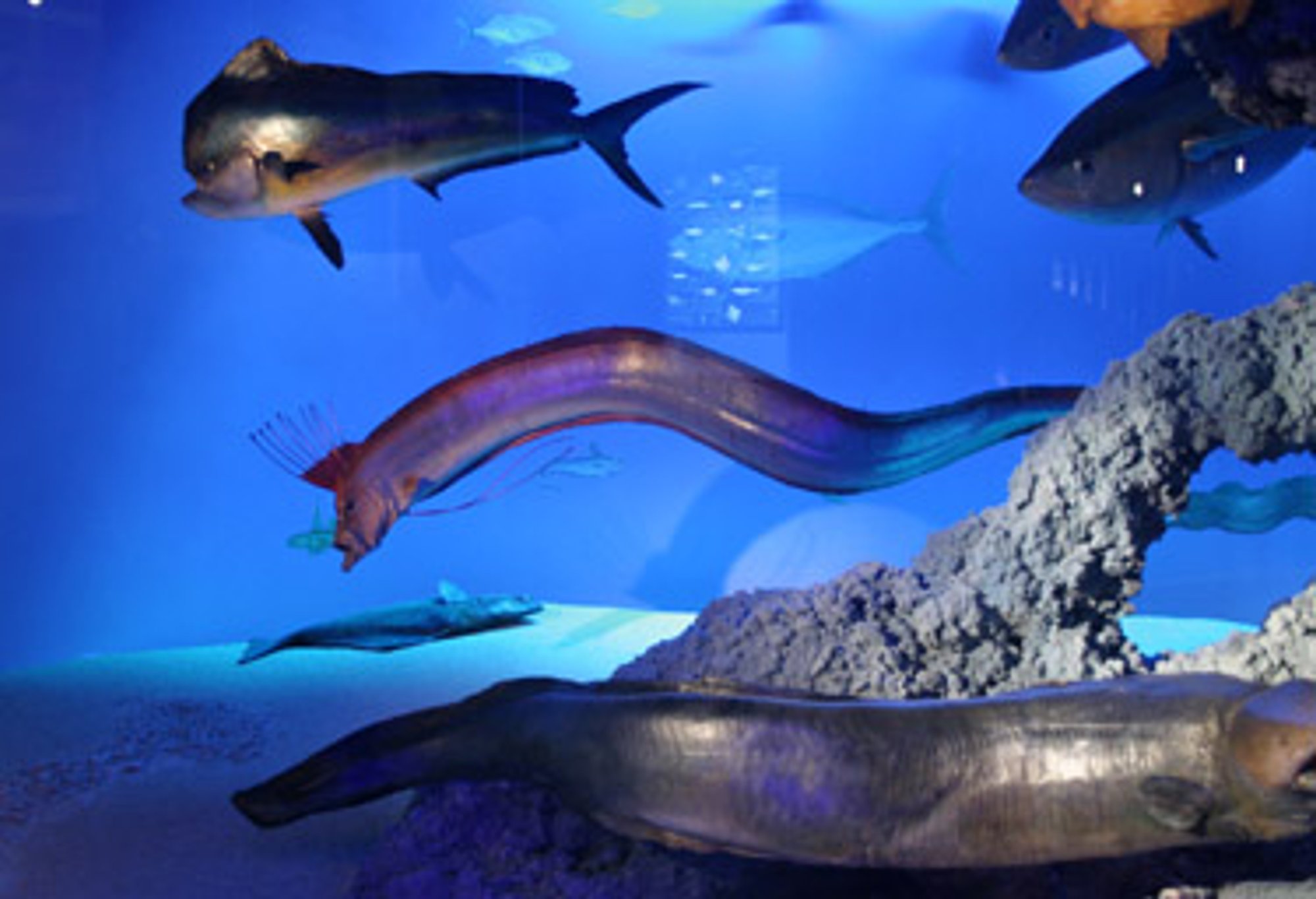 Atnaujinamas Lietuvos jūrų muziejus - Delfi kultūra