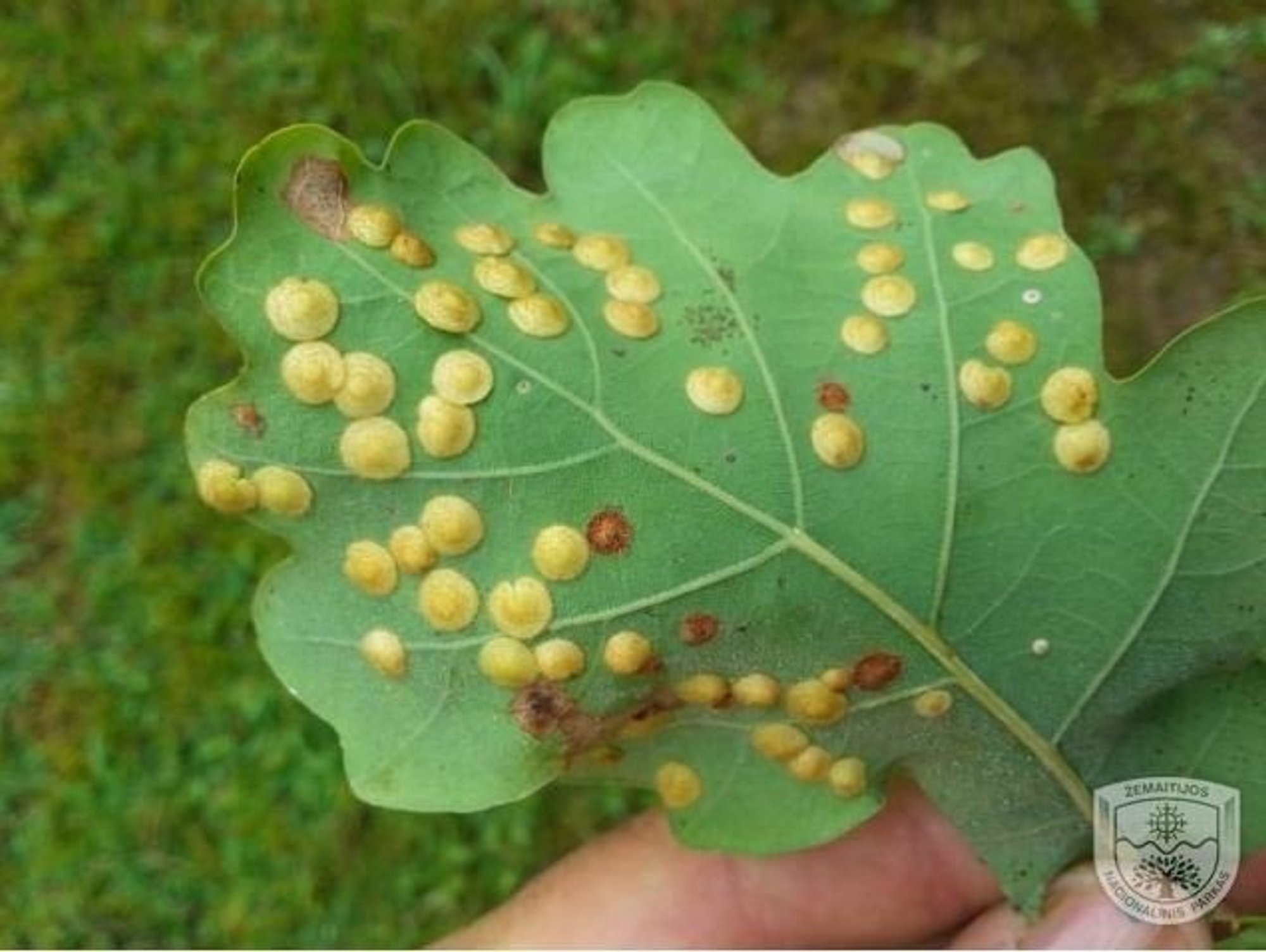 Išaugos ant medžių lapų: kodėl taip atsitinka? - Delfi grynas