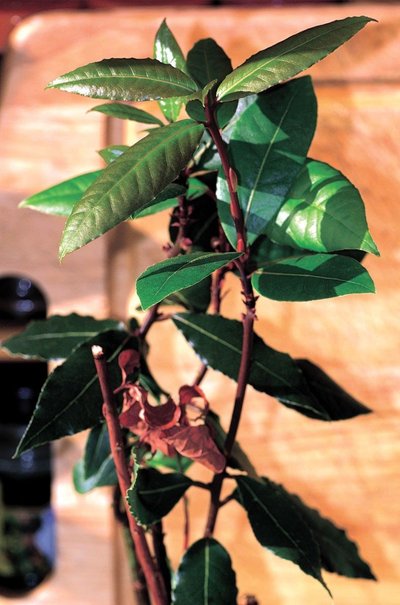 Kaip turimus augalus paversti kalėdinėmis dekoracijomis? - Delfi grynas