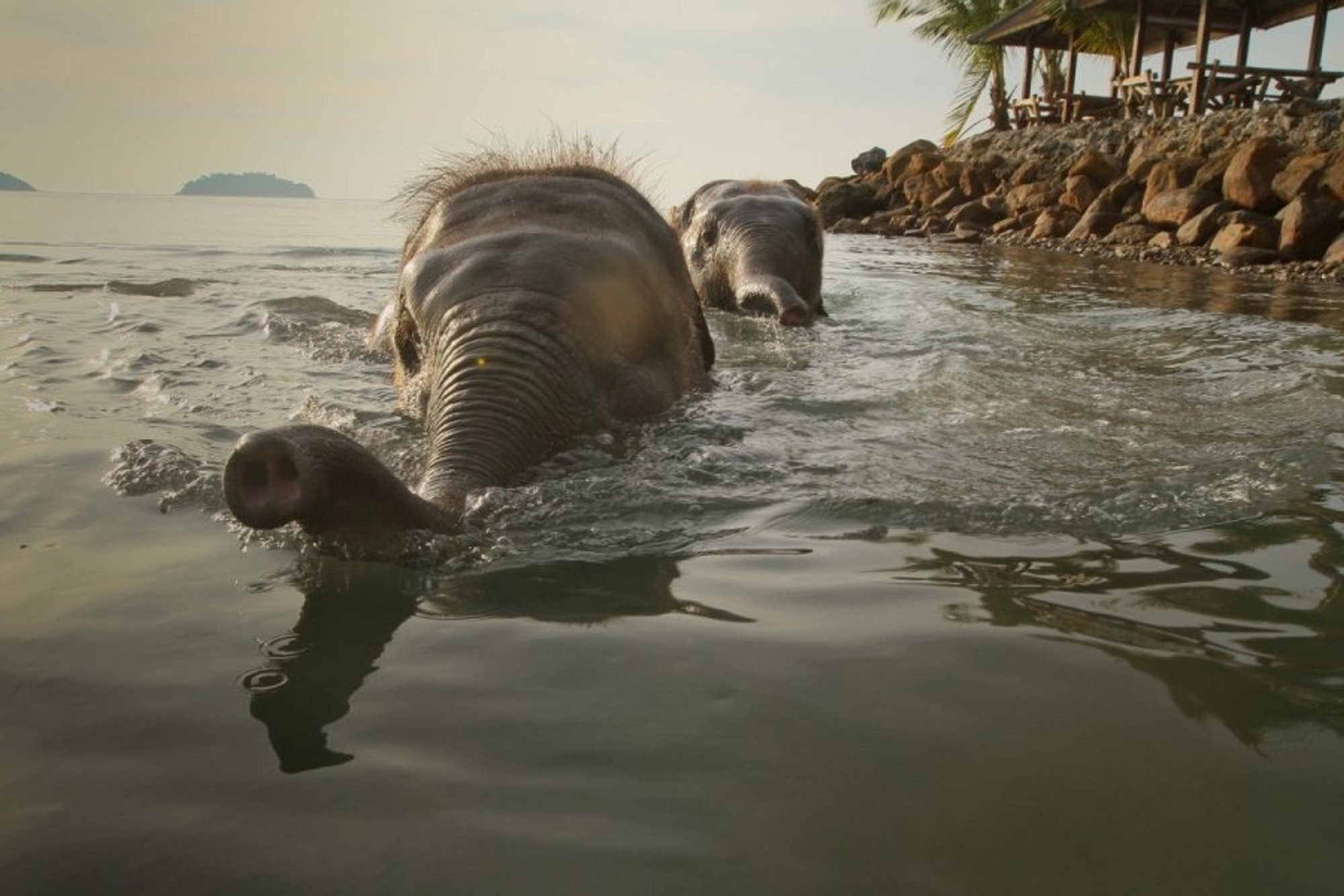 Čitvano nacionalinis parkas - neįprastas laukinės gamtos preglobstis ...