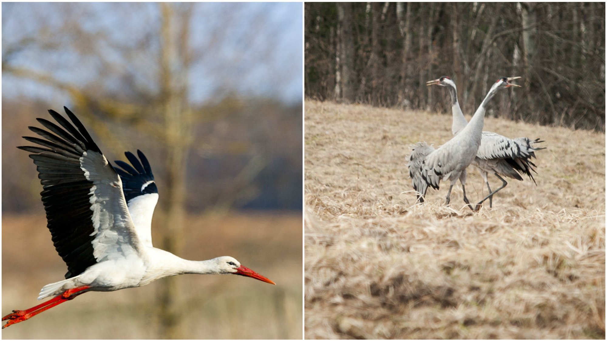 Pavasarį skelbiantys kadrai: sugrįžęs gandras ir nuostabus gervių ...