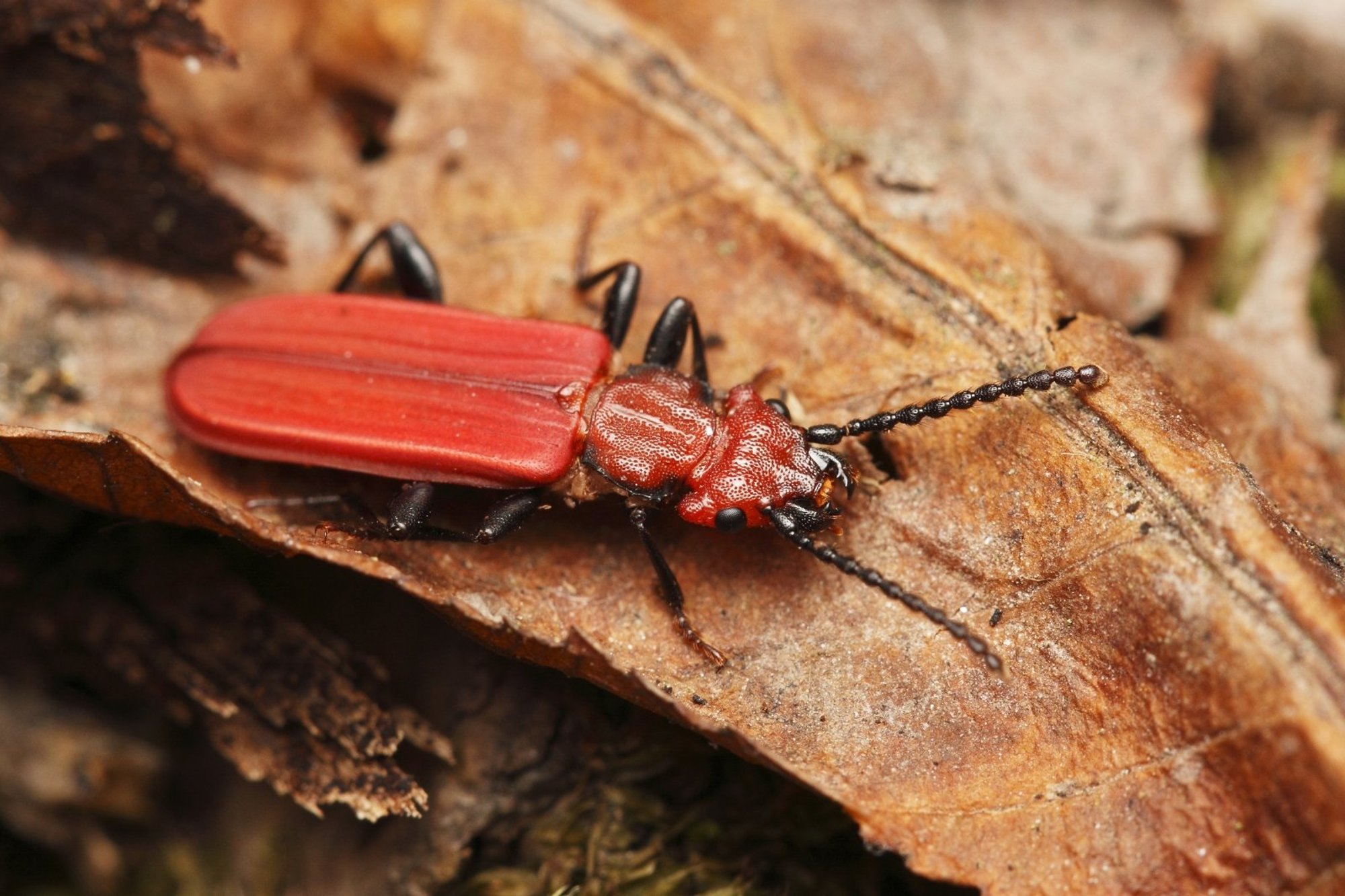 Pažinkime saugomas rūšis Lietuvoje: pamatykite, kaip atrodo po medžių ...