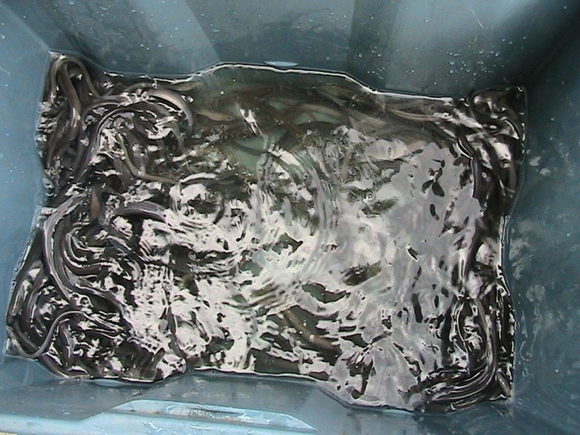 Ignalinos ežerai pasipildė europiniais unguriais - Delfi grynas