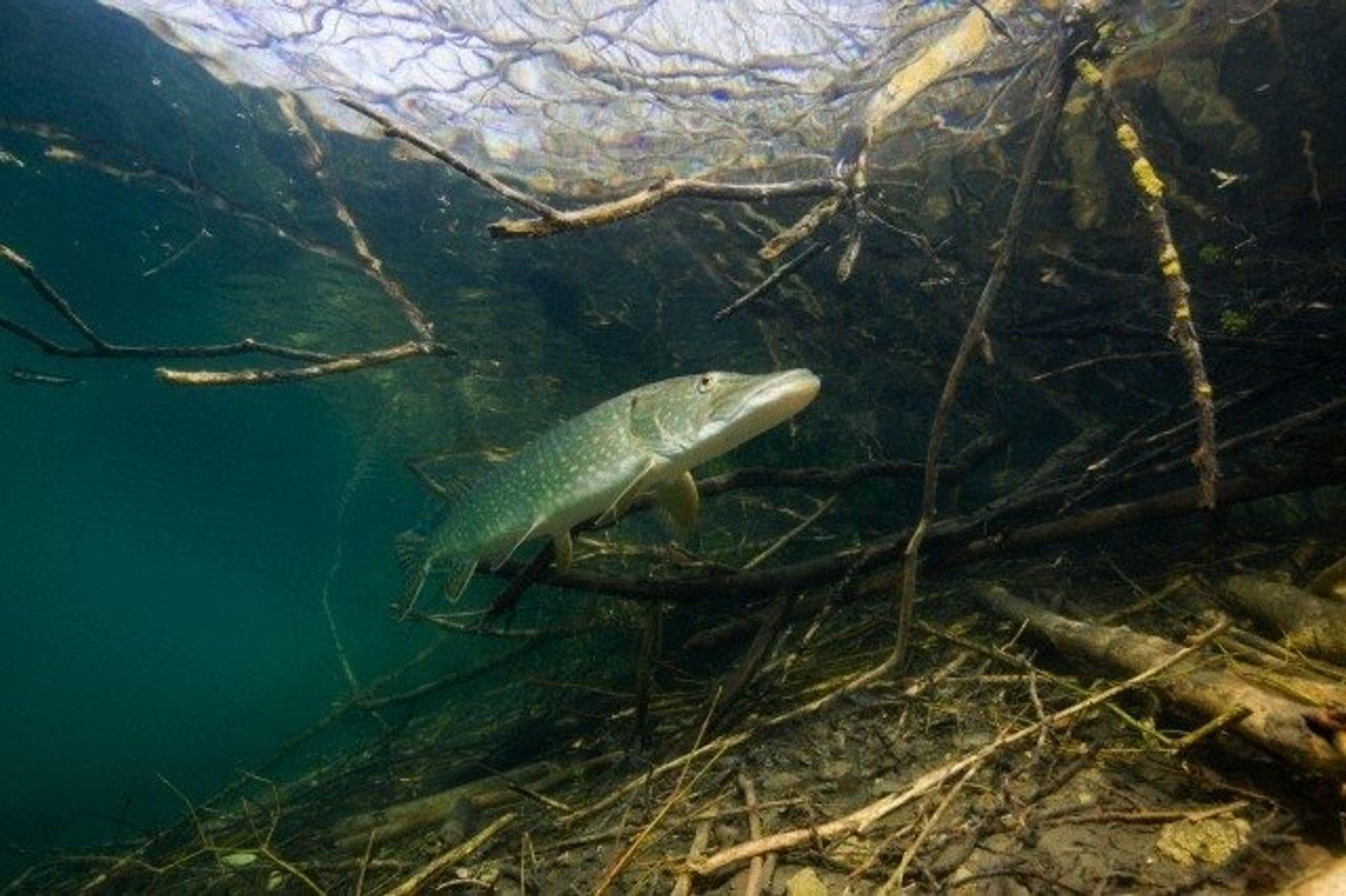 Upių ir ežerų karalienė - lydeka - Delfi grynas