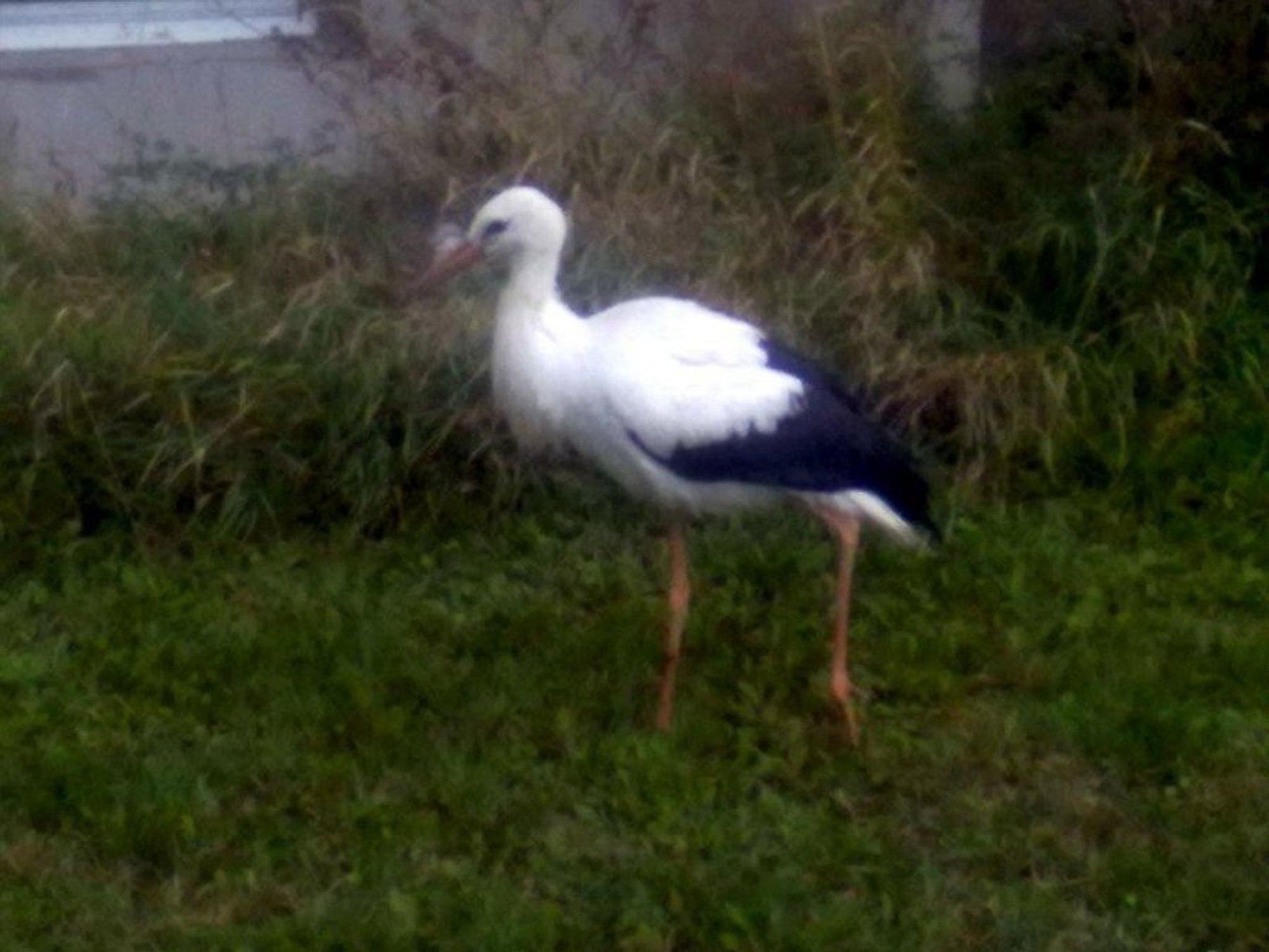 Policijos pareigūnės išgelbėjo sužeistą gandrą - Delfi grynas