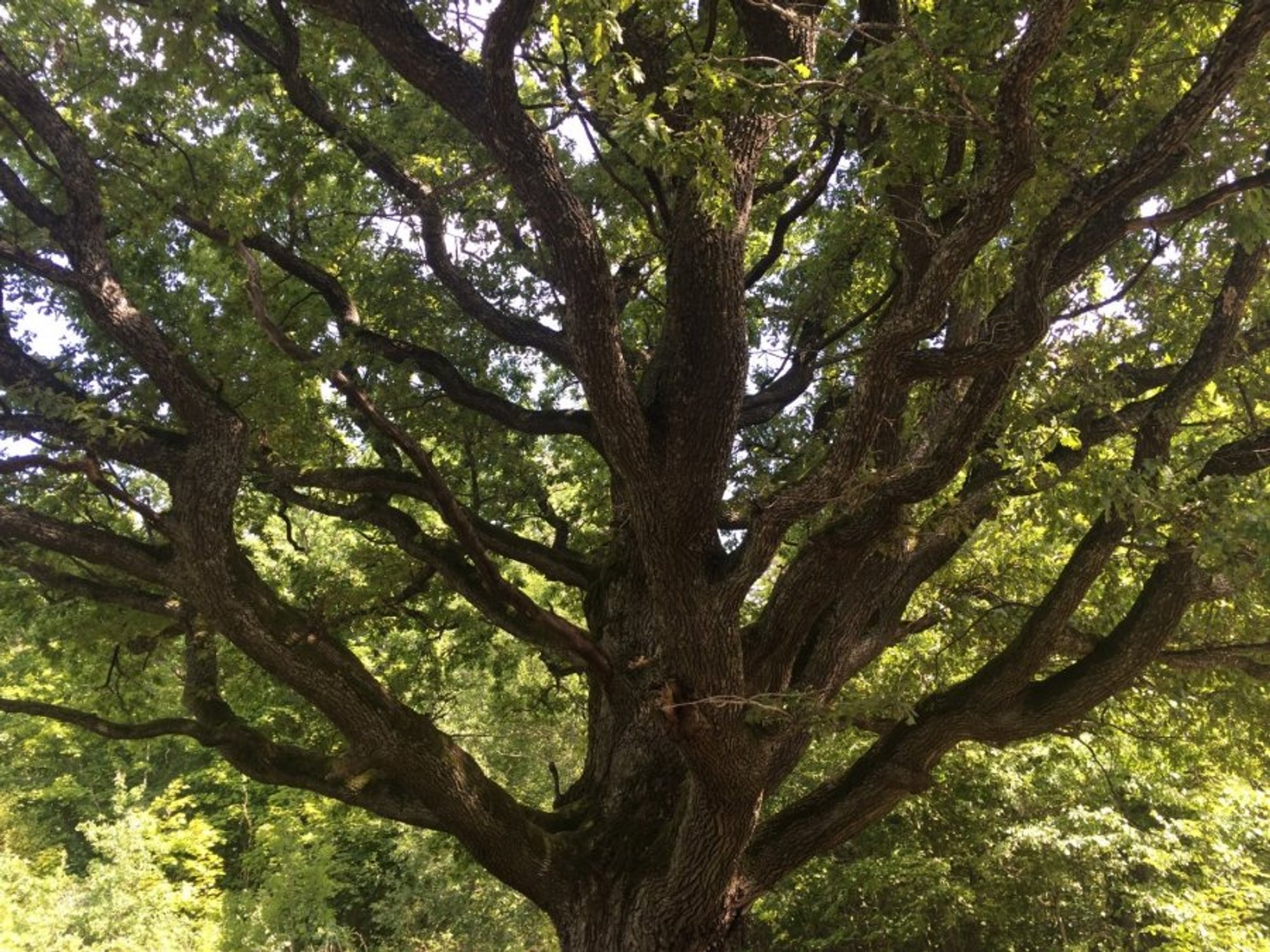 Vieta, kur auga gražiausi Lietuvos ąžuolai - Delfi grynas