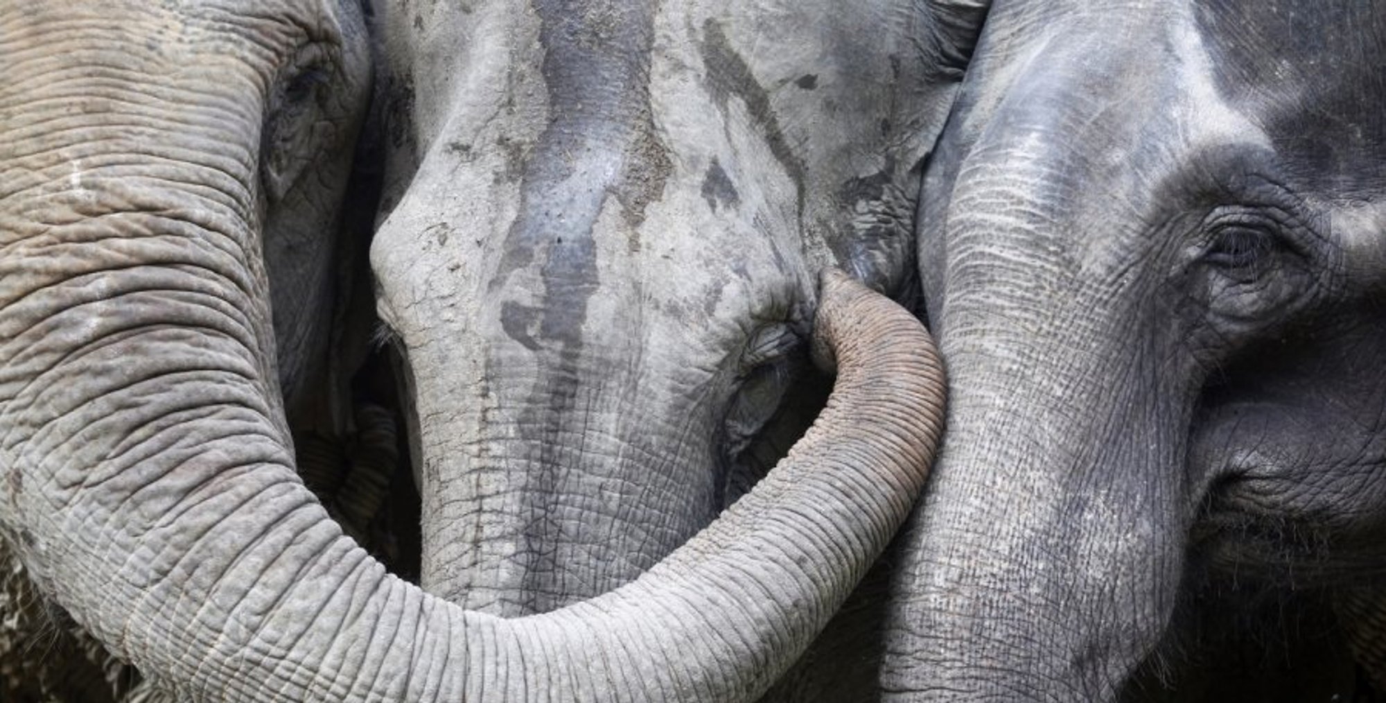 Devyni našlaičiai drambliai rado prieglobstį zoologijos sode - Delfi grynas