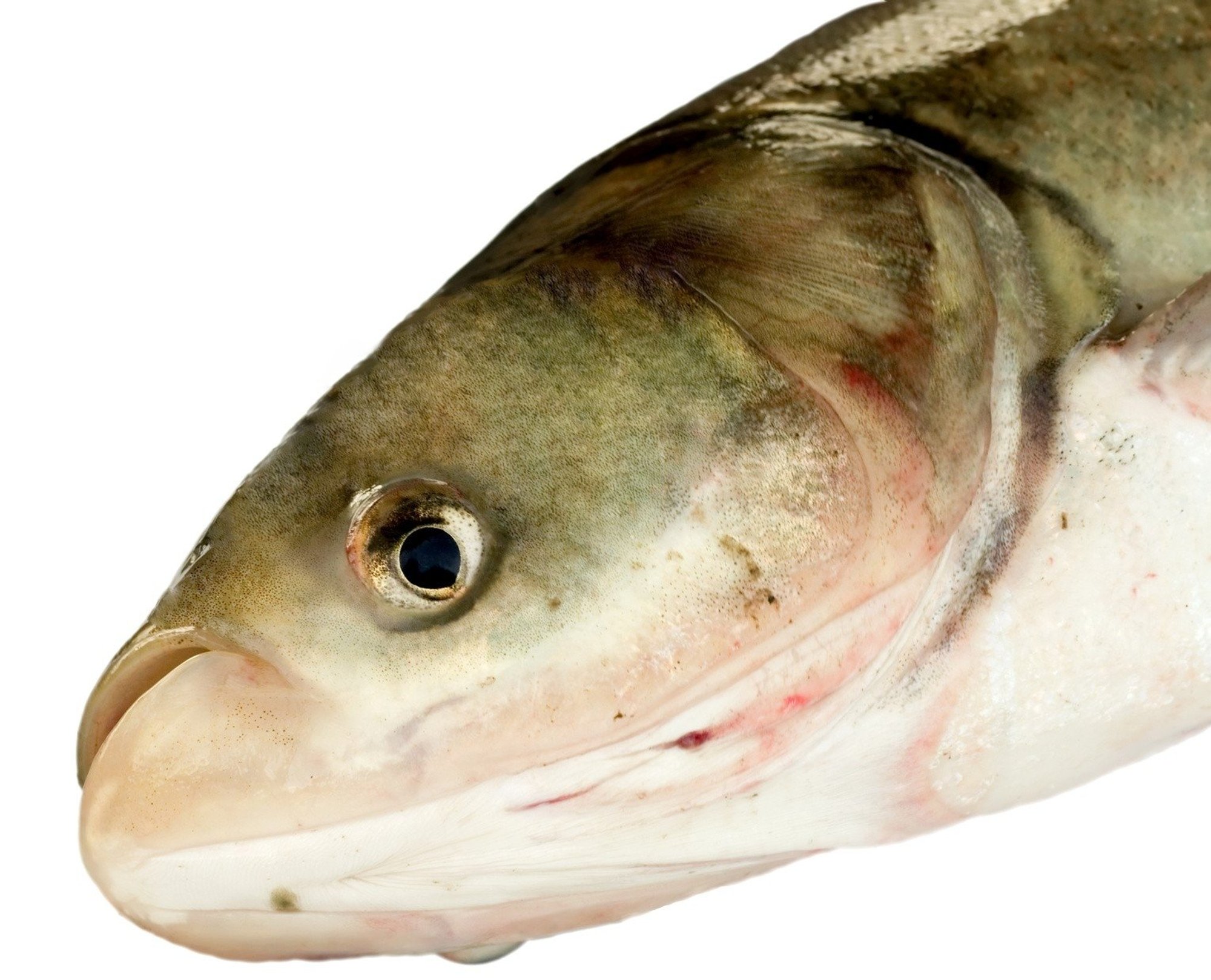 Plačiakaktis. Pagavus verta nufotografuoti - Kablys.lt