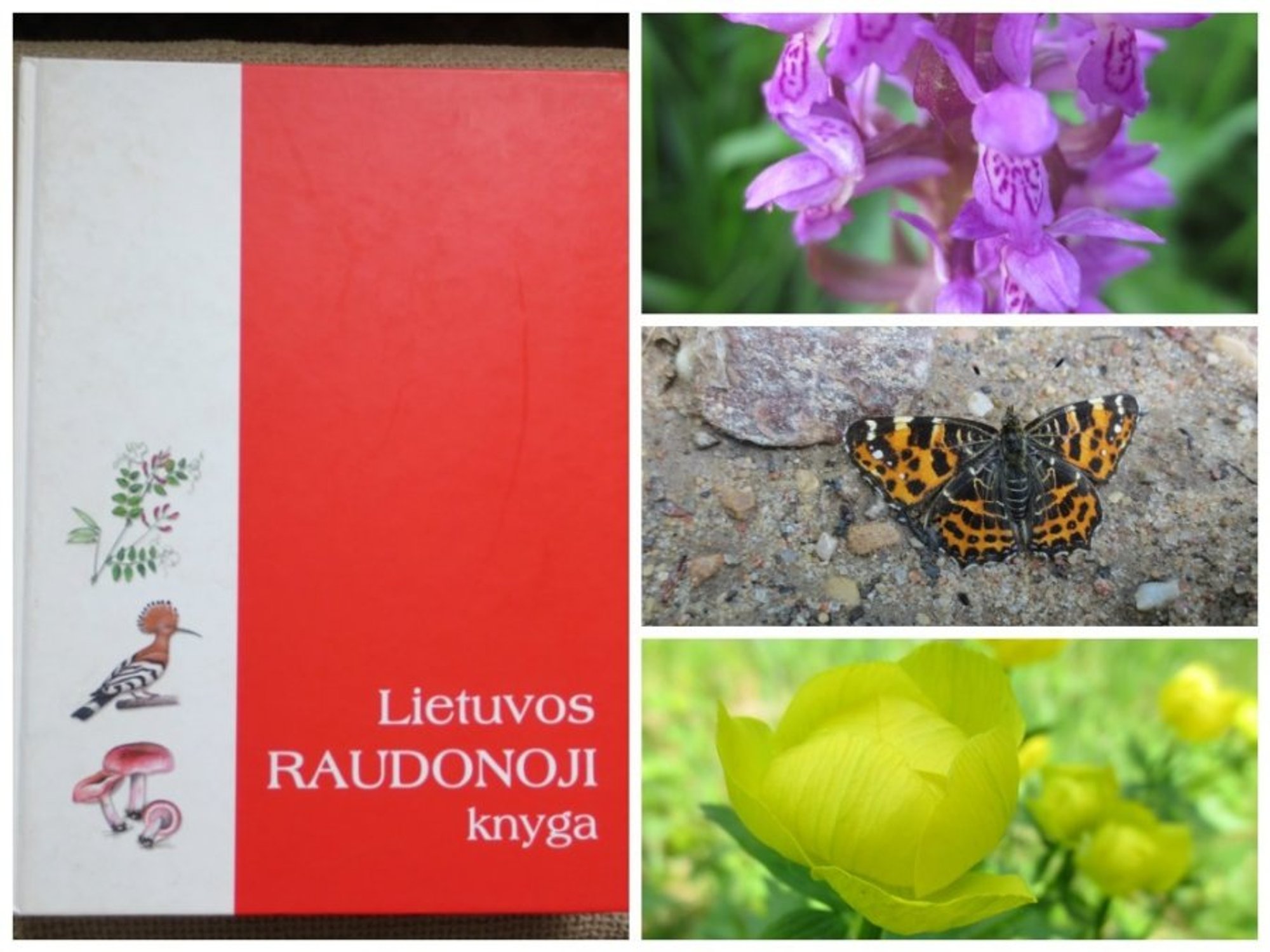 Kaip kiekvienas iš mūsų galime dalyvauti Raudonosios knygos kūrime ...