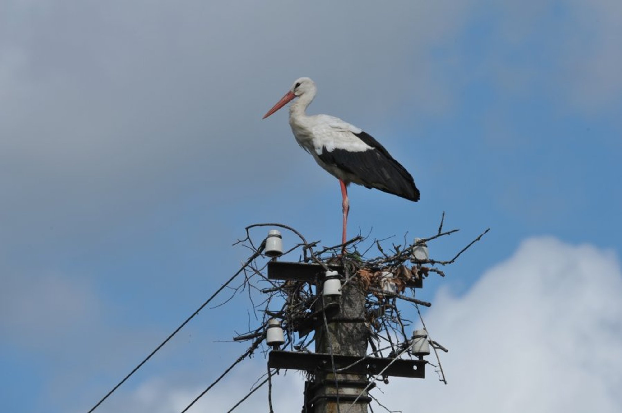 Gandrai traukte traukia žaibus - Delfi grynas