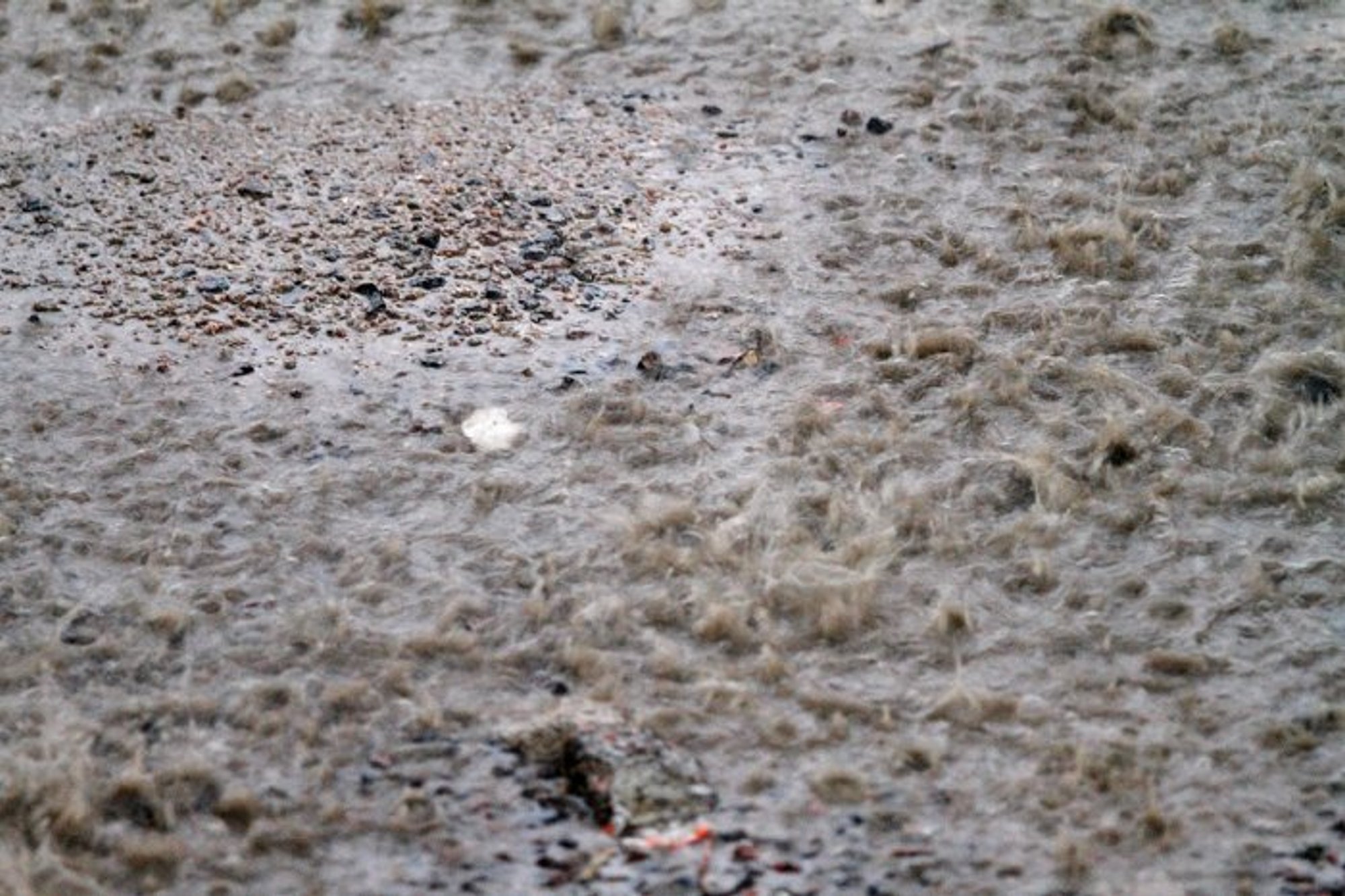 Rūgštus lietus naikina ekosistemas - Delfi grynas