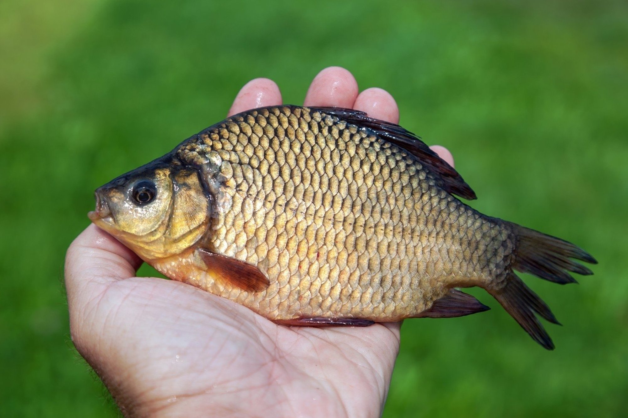 Klausimas ichtiologui. Karosai: auksiniai, sidabriniai ar mišrūnai ...