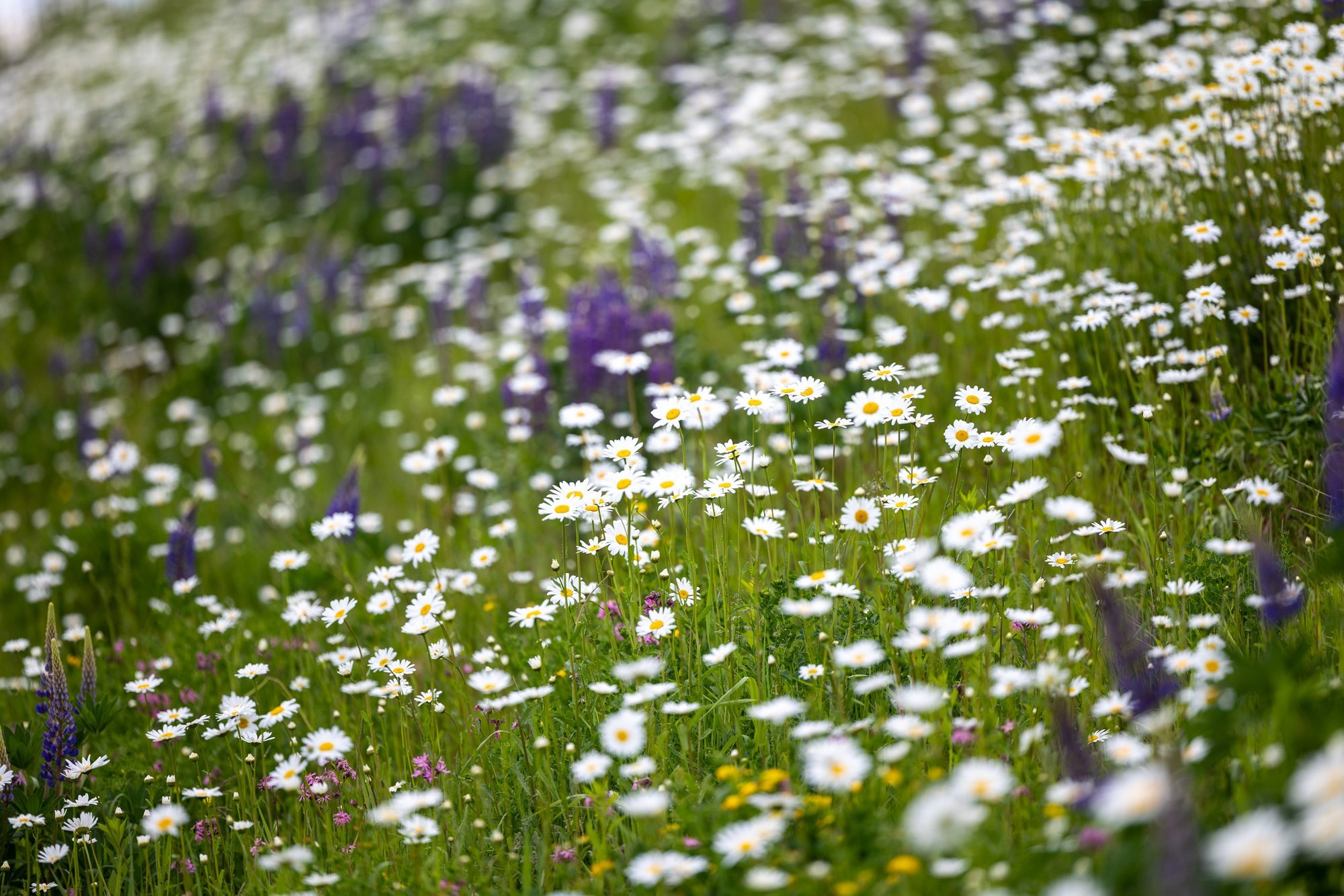 Lietuvoje drastiškai mažėja pievų - Delfi verslas