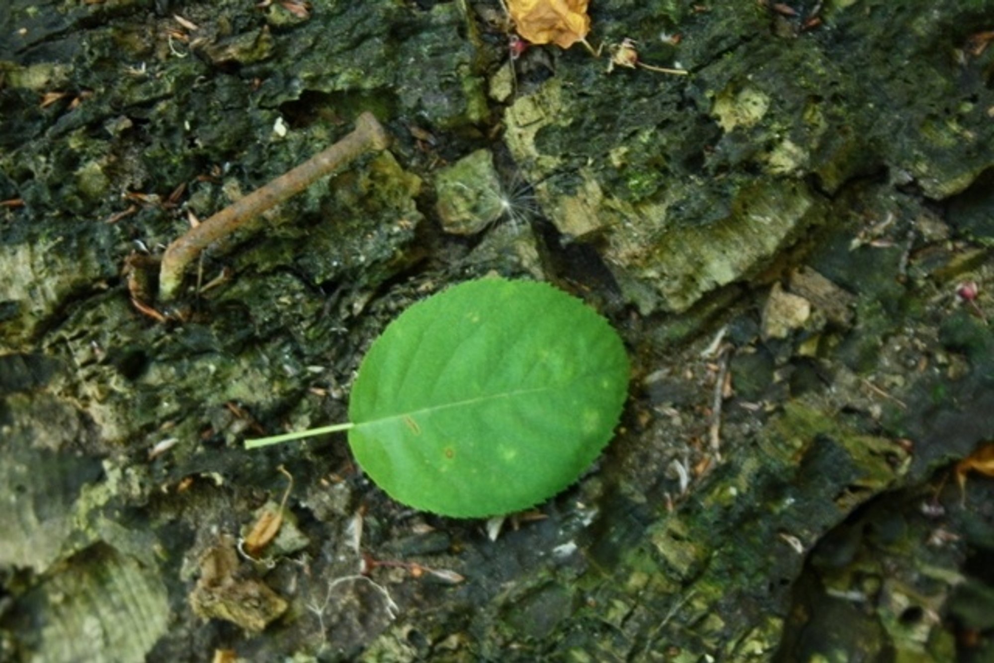 Koks medis auga jūsų kieme ar parke? - Delfi grynas