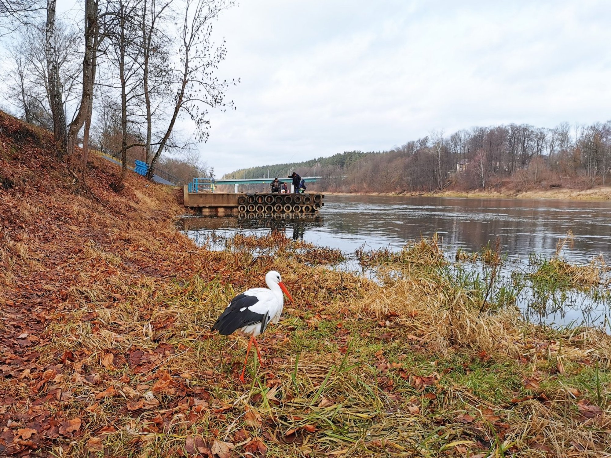 Paukščiai nyksta 5 kartus sparčiau: pavojuje ir baltasis gandras ...