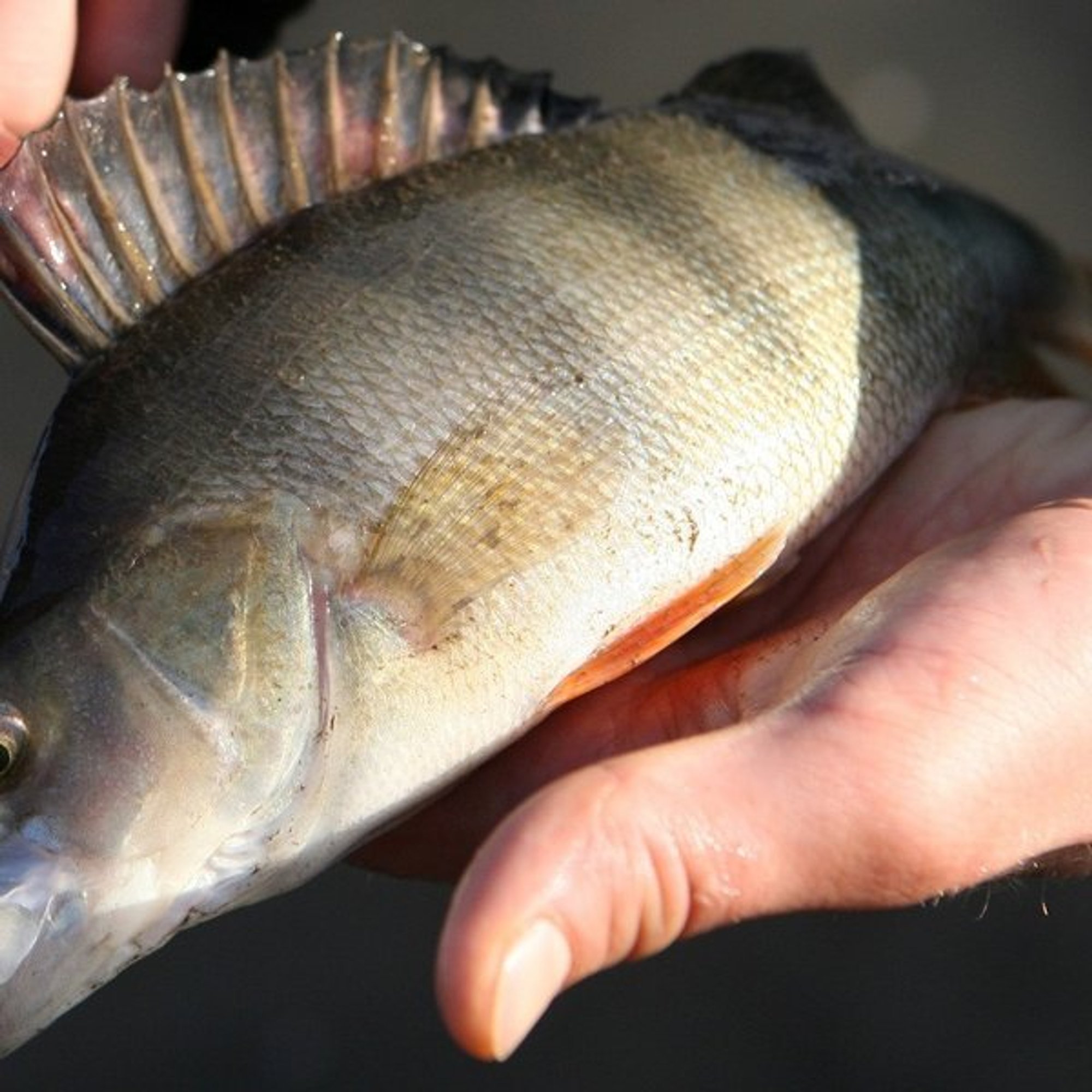 Žuvims jau trūksta deguonies - Delfi grynas