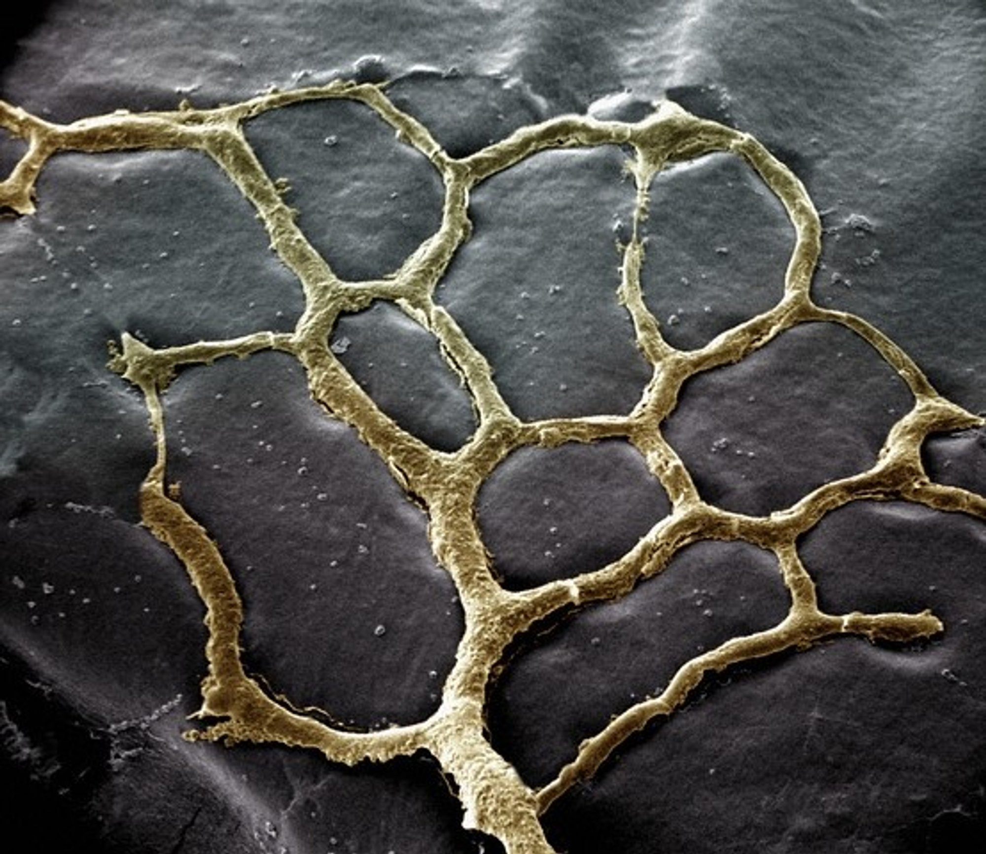 Dumblas vimdo kaimo žmones - Delfi grynas