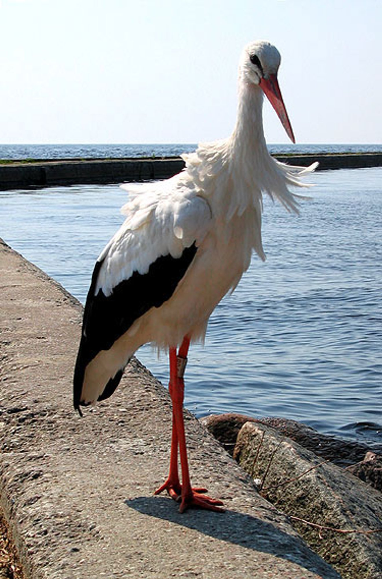 Žiemoti neišskrendantiems gandrams - speciali prieglauda - Delfi mokslas